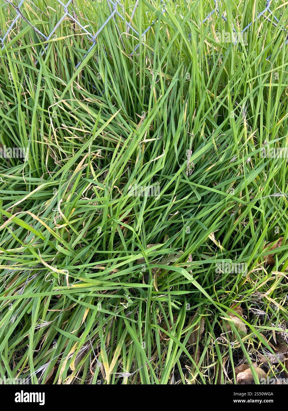 grasses, sedges, cattails, and allies (Poales Stock Photo - Alamy