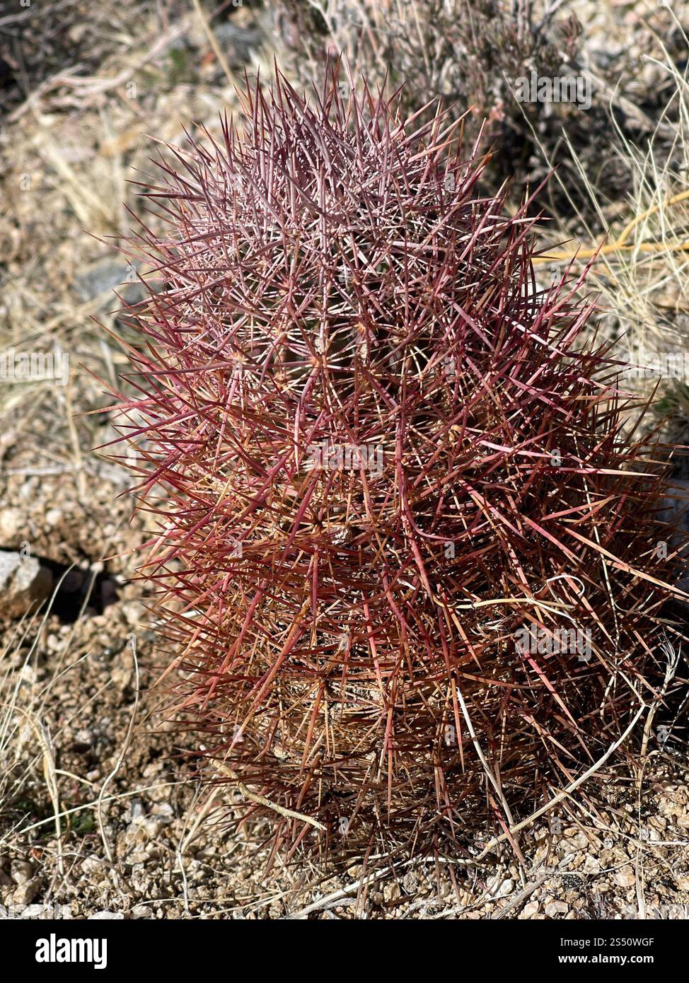Johnson's Beehive Cactus (Echinomastus johnsonii Stock Photo - Alamy