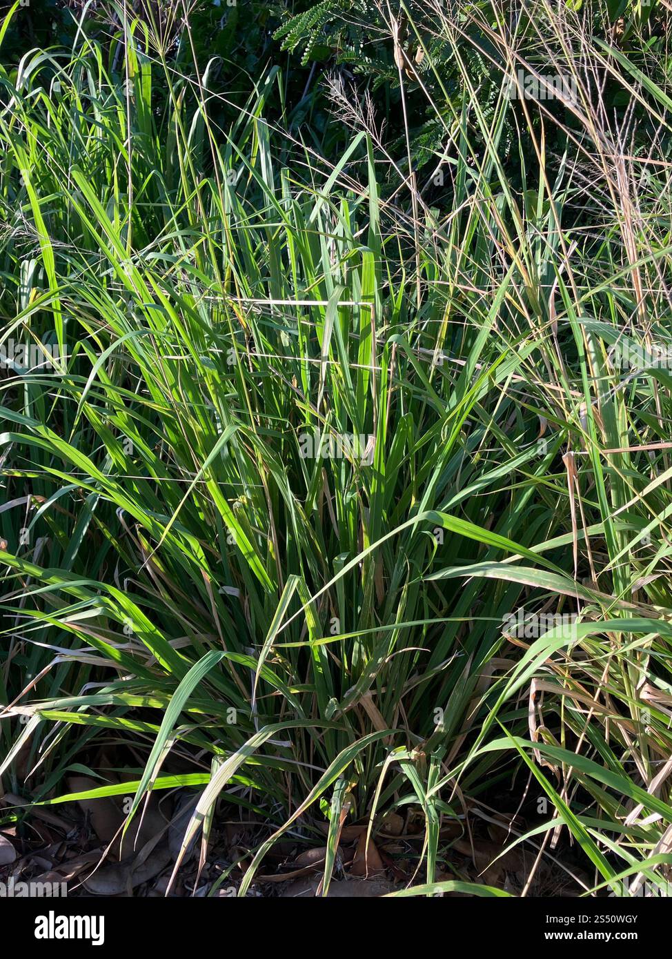 guinea grass (Megathyrsus maximus Stock Photo - Alamy