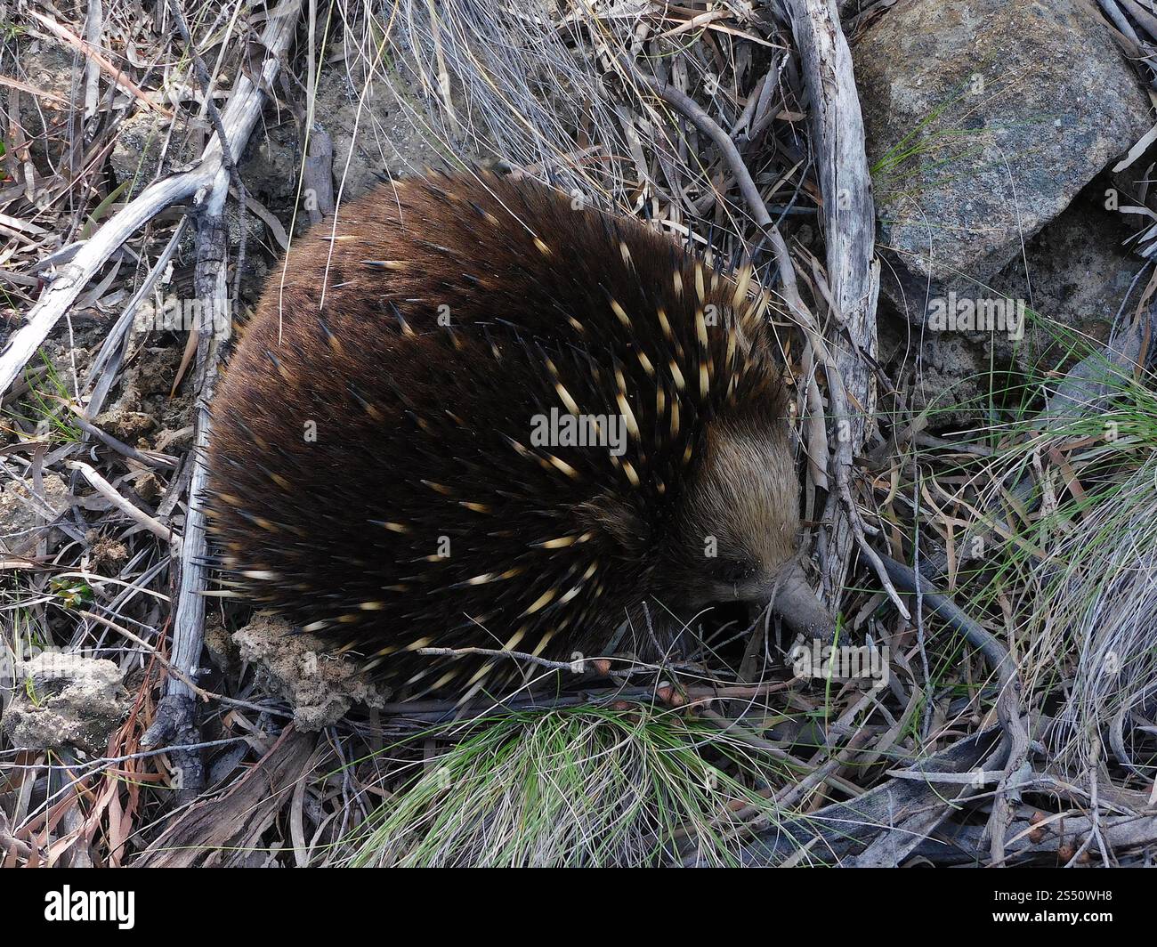 Tasmanian Echidna (Tachyglossus aculeatus setosus Stock Photo - Alamy