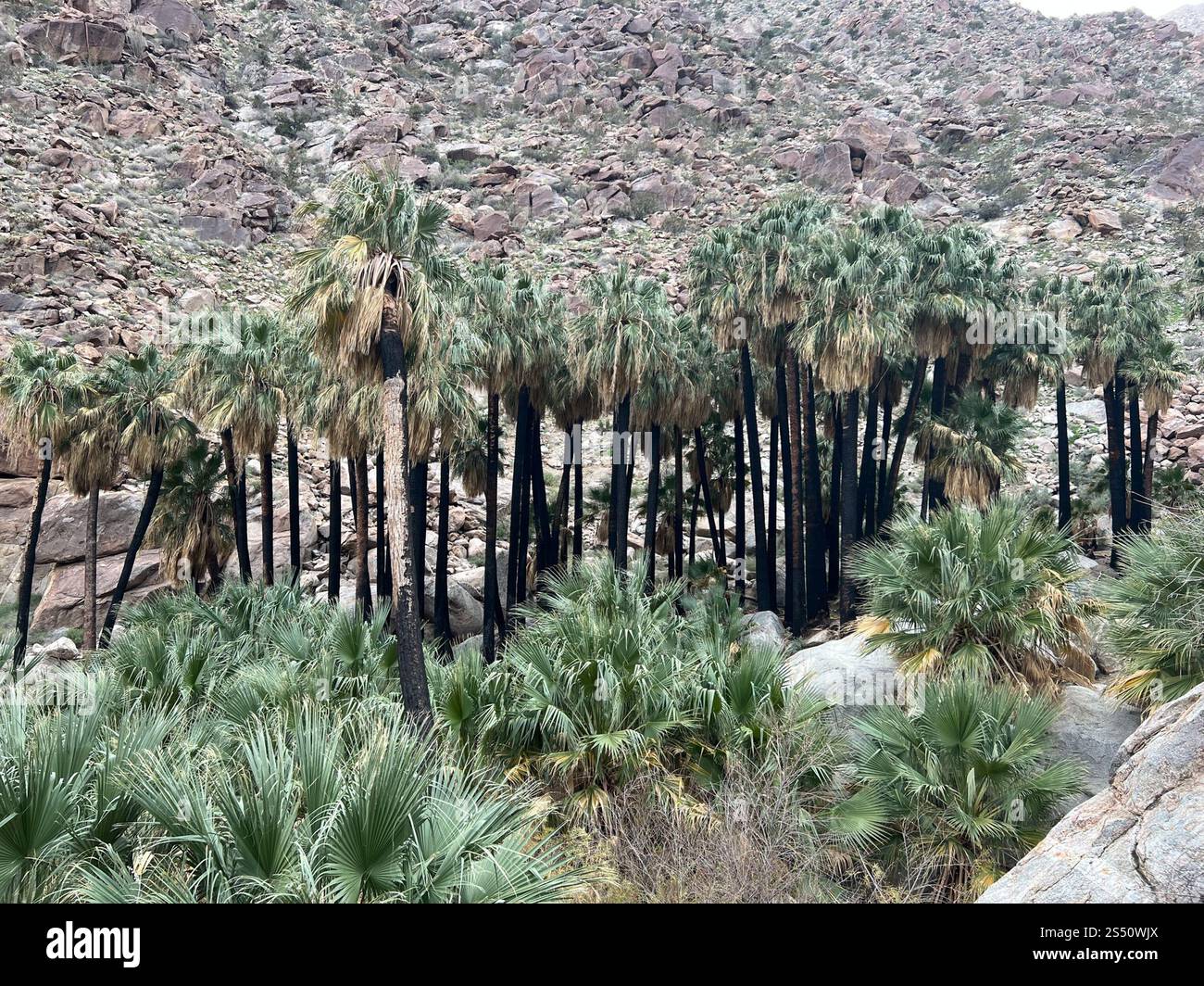 California fan palm (Washingtonia filifera Stock Photo - Alamy
