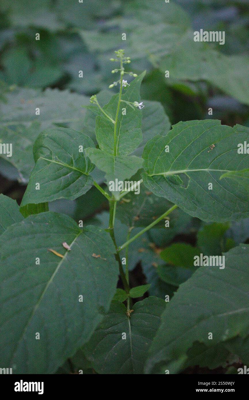 broadleaf enchanter's nightshade (Circaea canadensis Stock Photo - Alamy