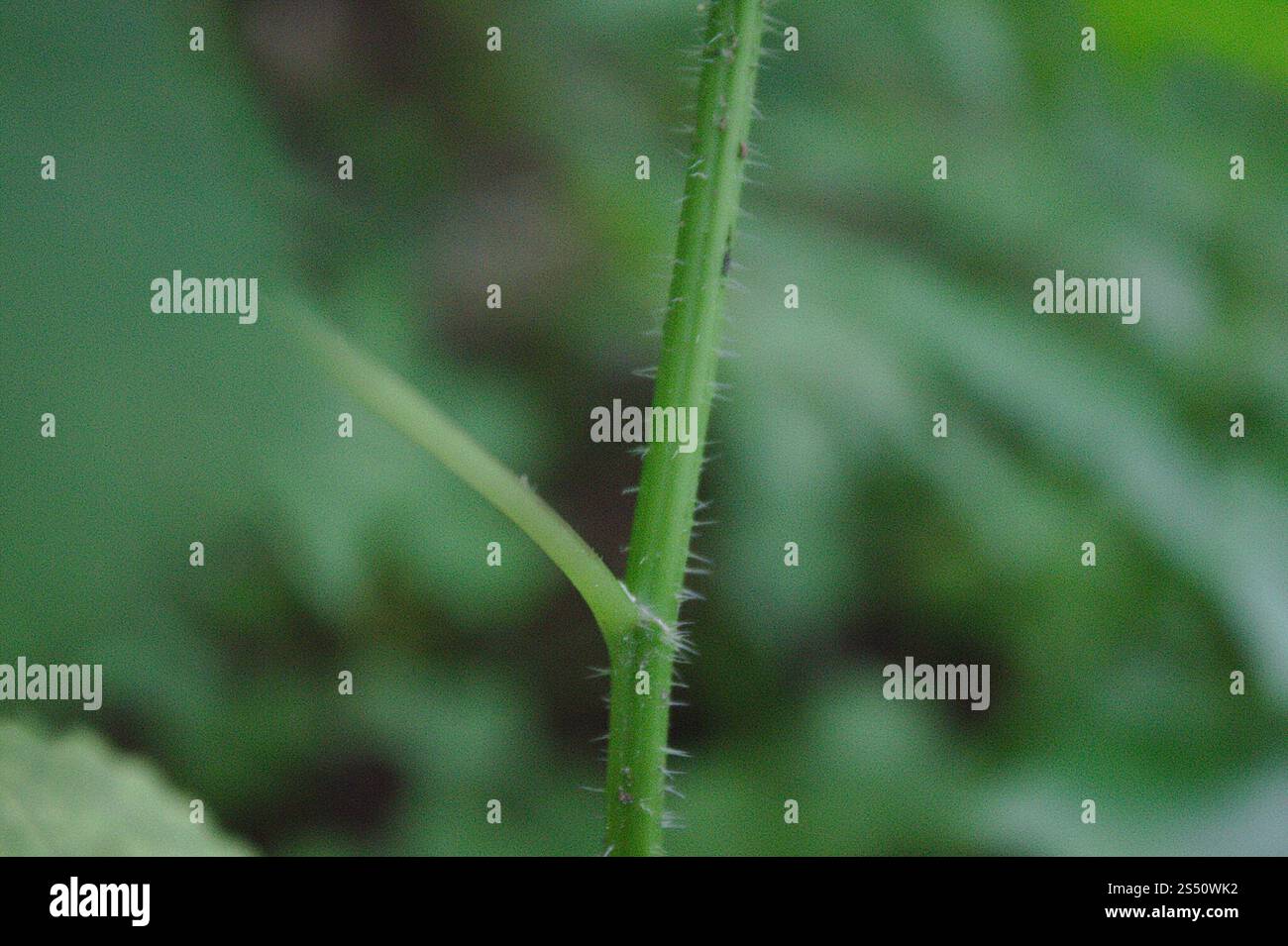 wood nettle (Laportea canadensis Stock Photo - Alamy