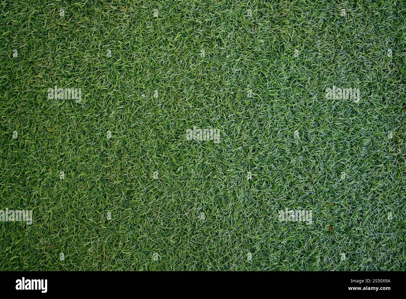 Field of fresh green lawn grass texture natural background Stock Photo ...
