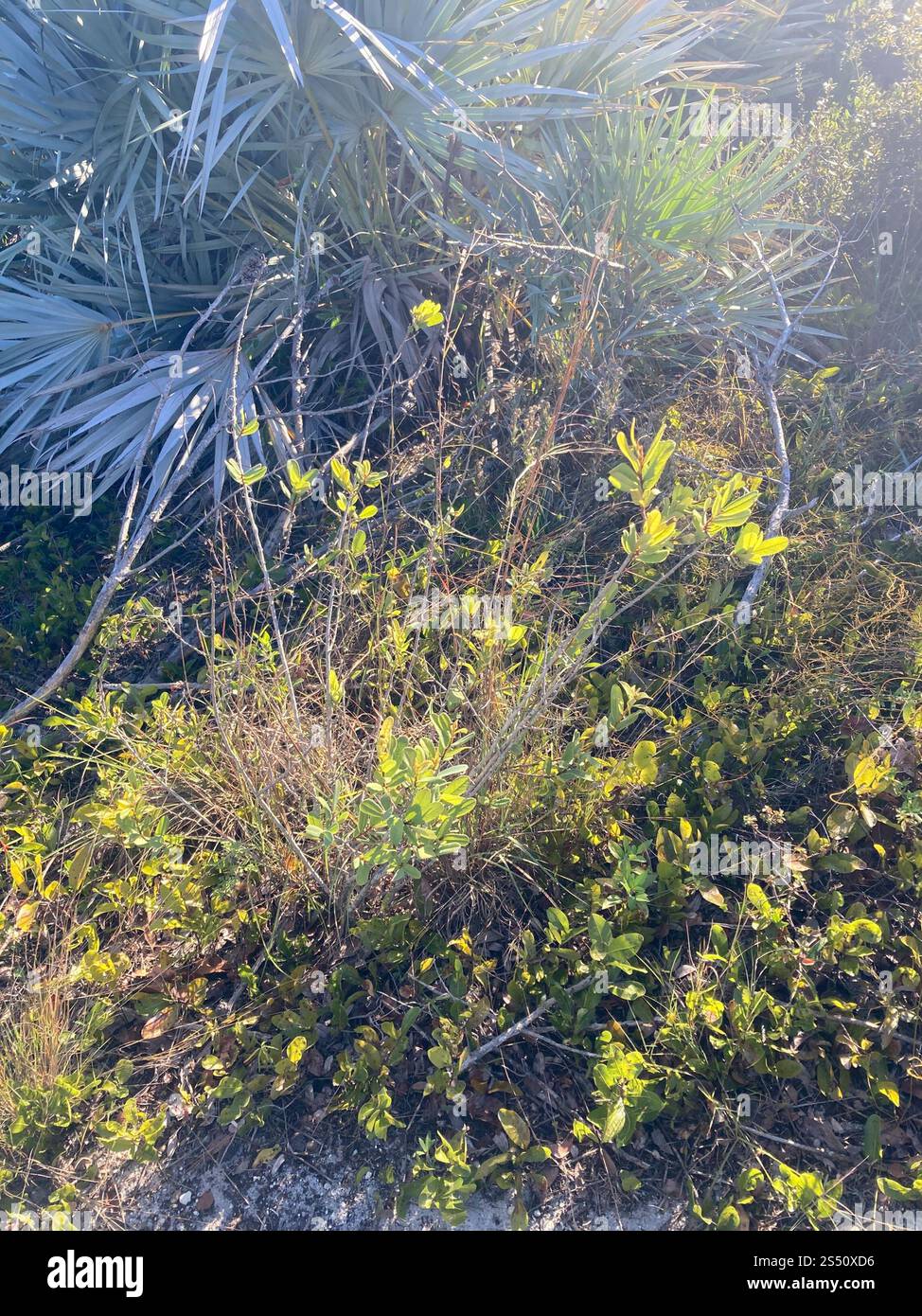 netted pawpaw (Asimina reticulata Stock Photo - Alamy