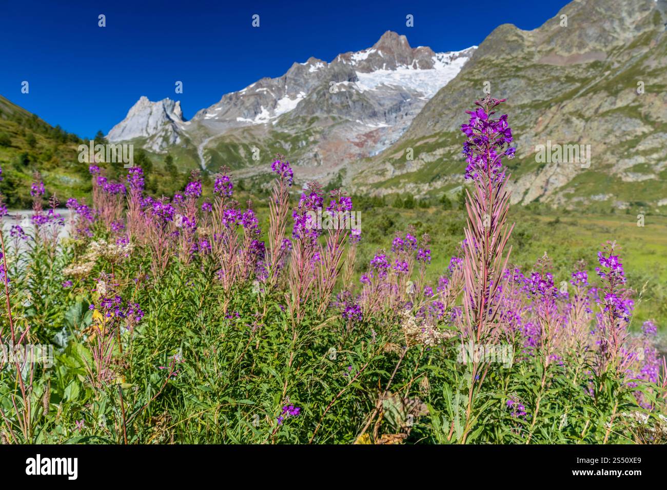 Colorful flowers in blossom in the wild nature on the mountain meadows ...
