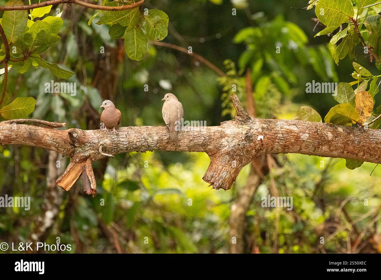 Ruddy Ground Dove (Columbina talpacoti Stock Photo - Alamy