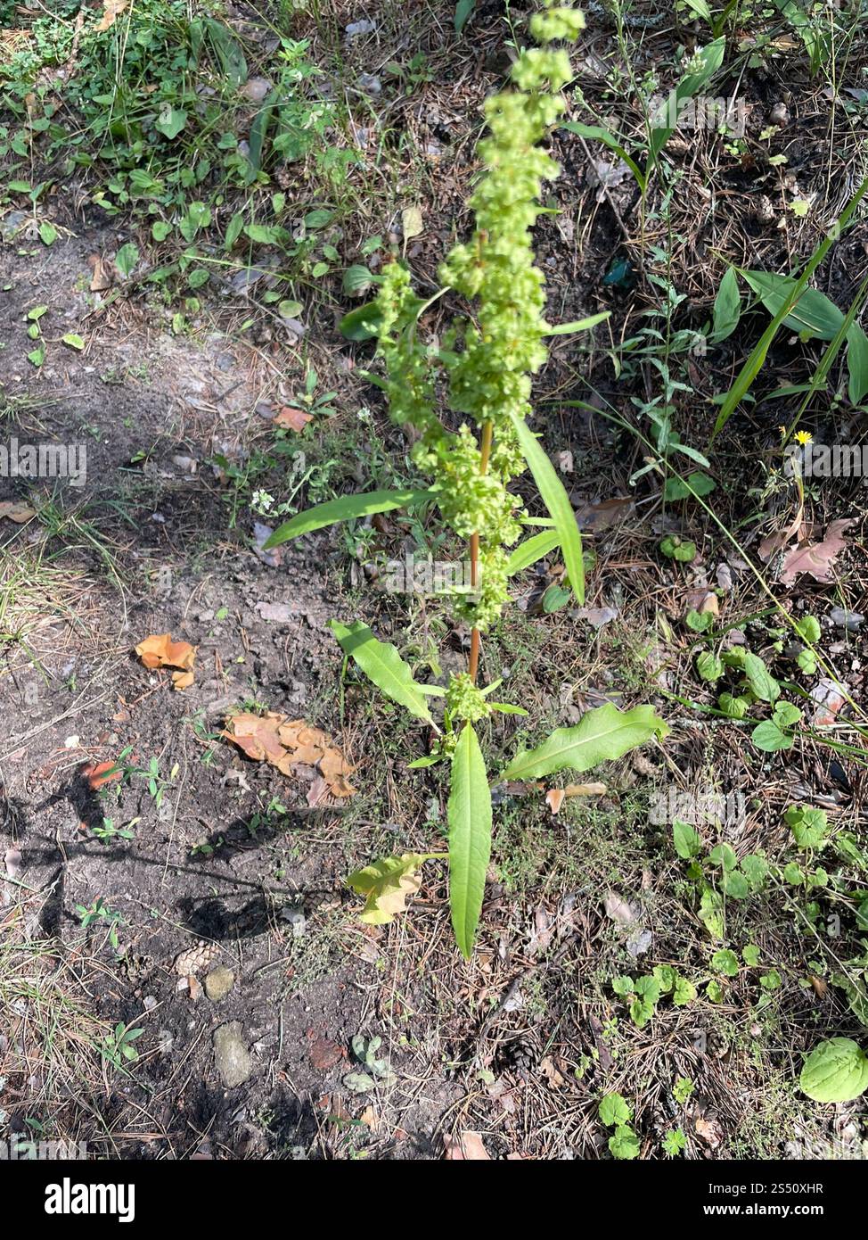 Narrowleaf Dock (Rumex stenophyllus Stock Photo - Alamy