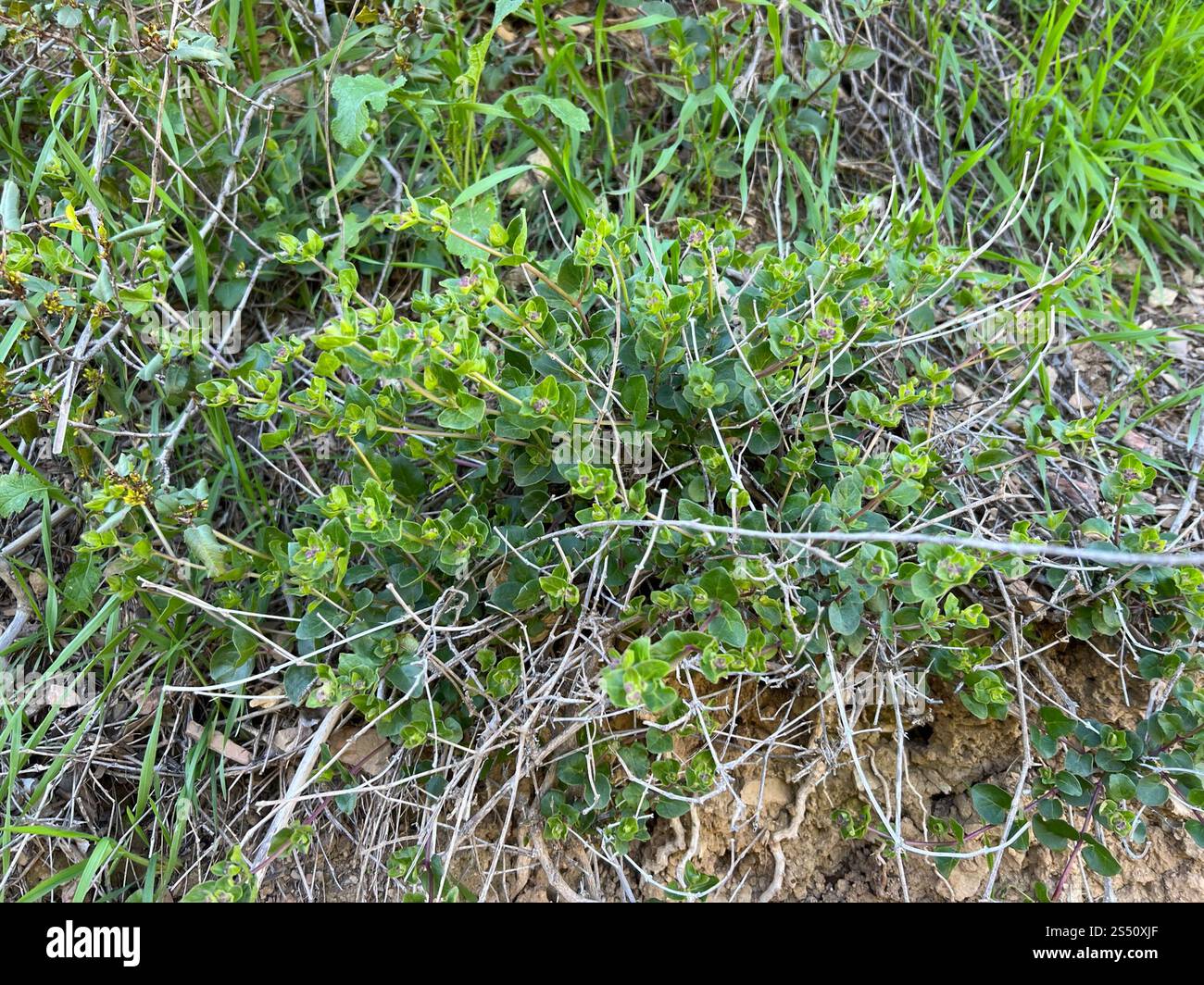 Wishbone Bush (Mirabilis laevis Stock Photo - Alamy