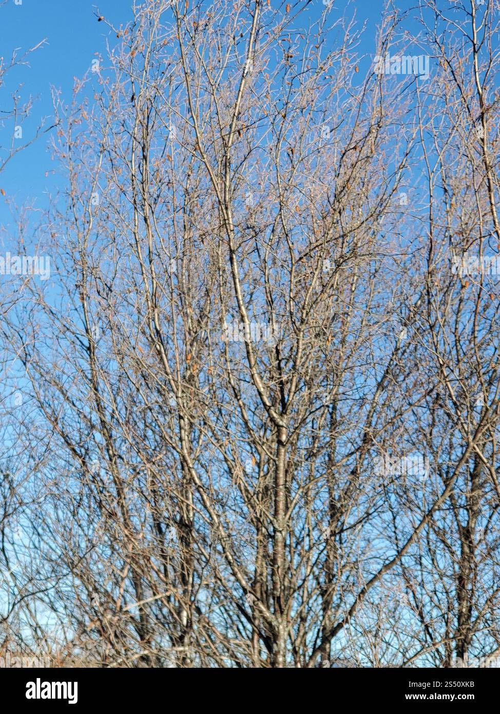water birch (Betula occidentalis Stock Photo - Alamy