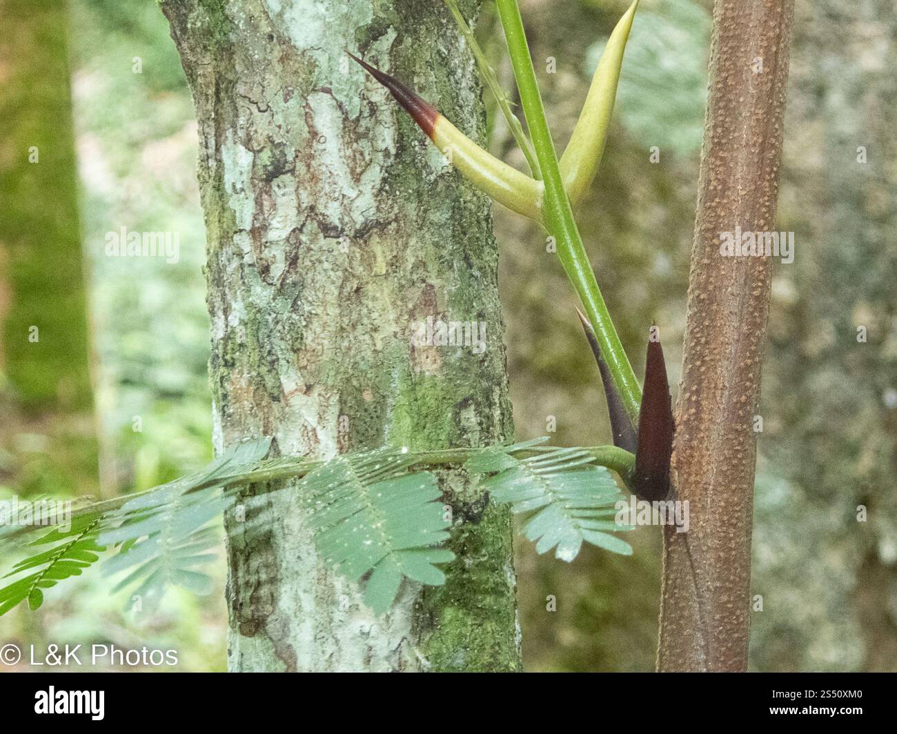 bullhorn acacia (Vachellia cornigera Stock Photo - Alamy
