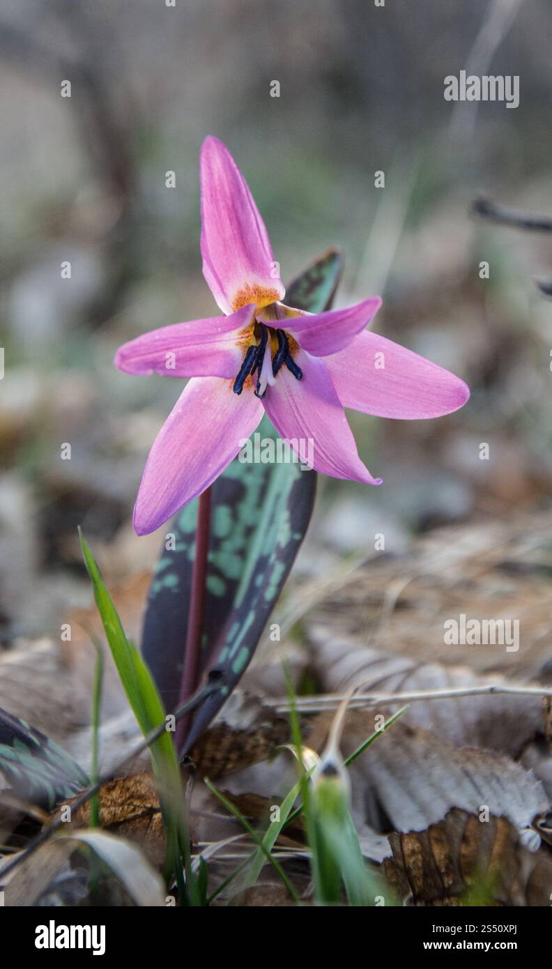 Spring printemps hi-res stock photography and images - Alamy