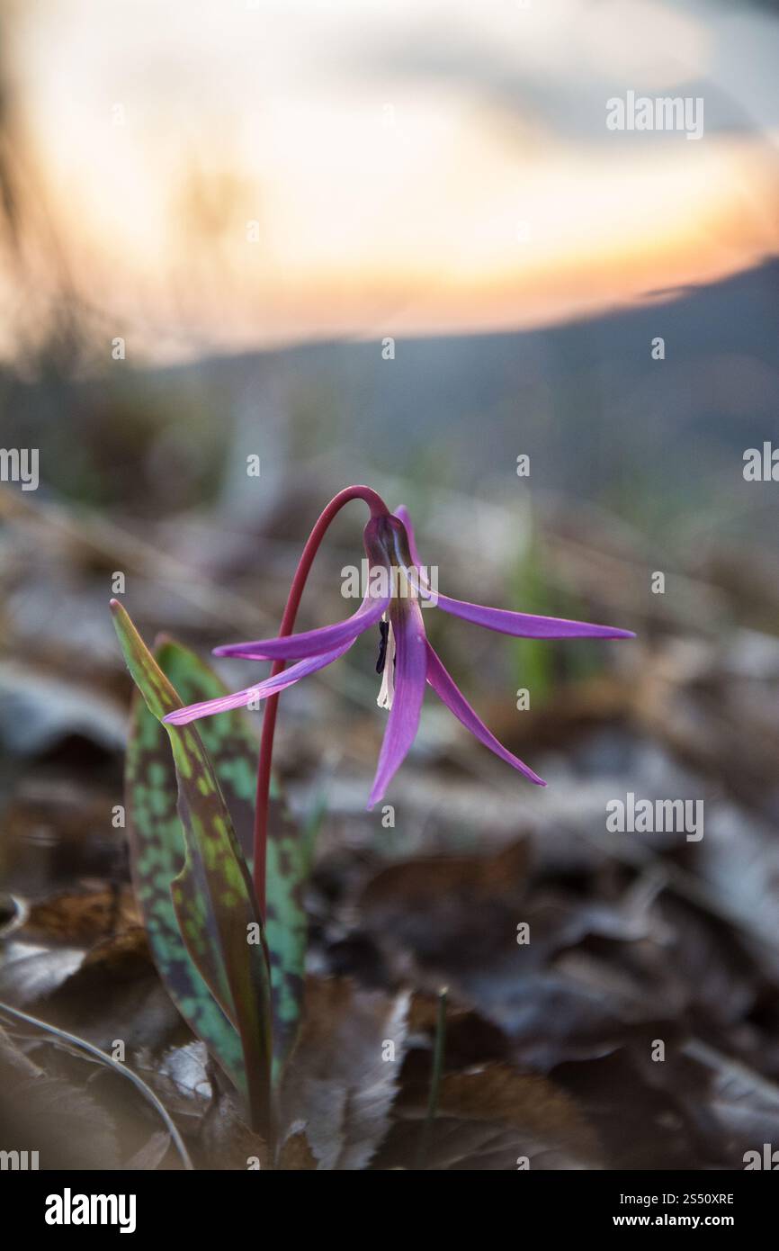 Spring printemps hi-res stock photography and images - Alamy