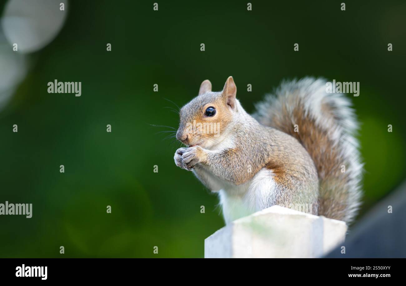 Grey squirrel eating nuts on a garden fence post, UK Stock Photo - Alamy