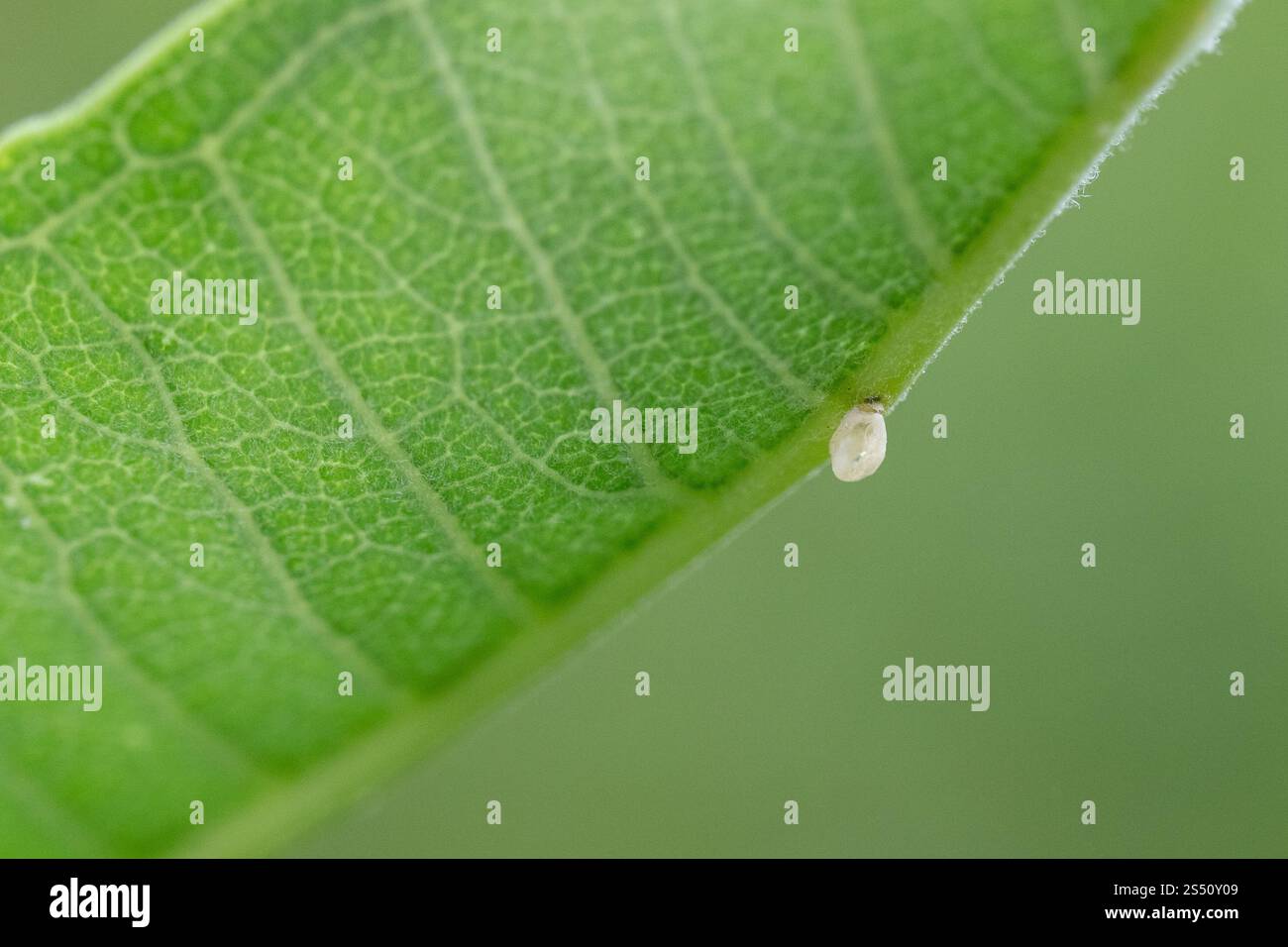Monarch butterfly (Danaus Plexippus) egg on the underside of a common ...