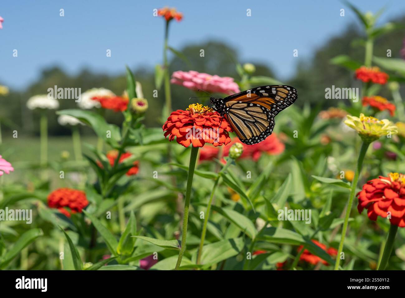 Monarch butterfly in pennsylvania hi-res stock photography and images ...