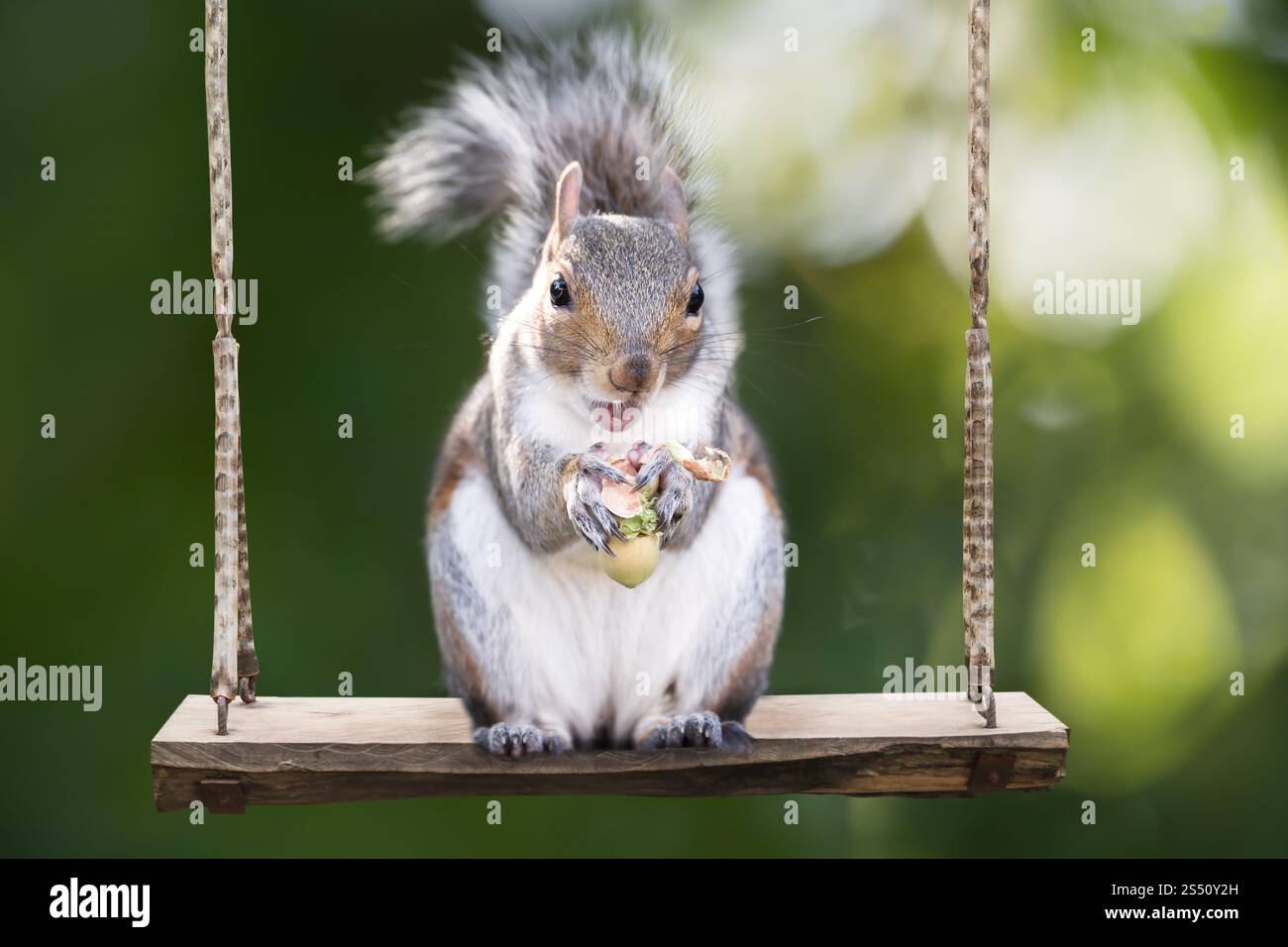 Portrait of a cute grey squirrel eating hazelnuts on a swing Stock ...