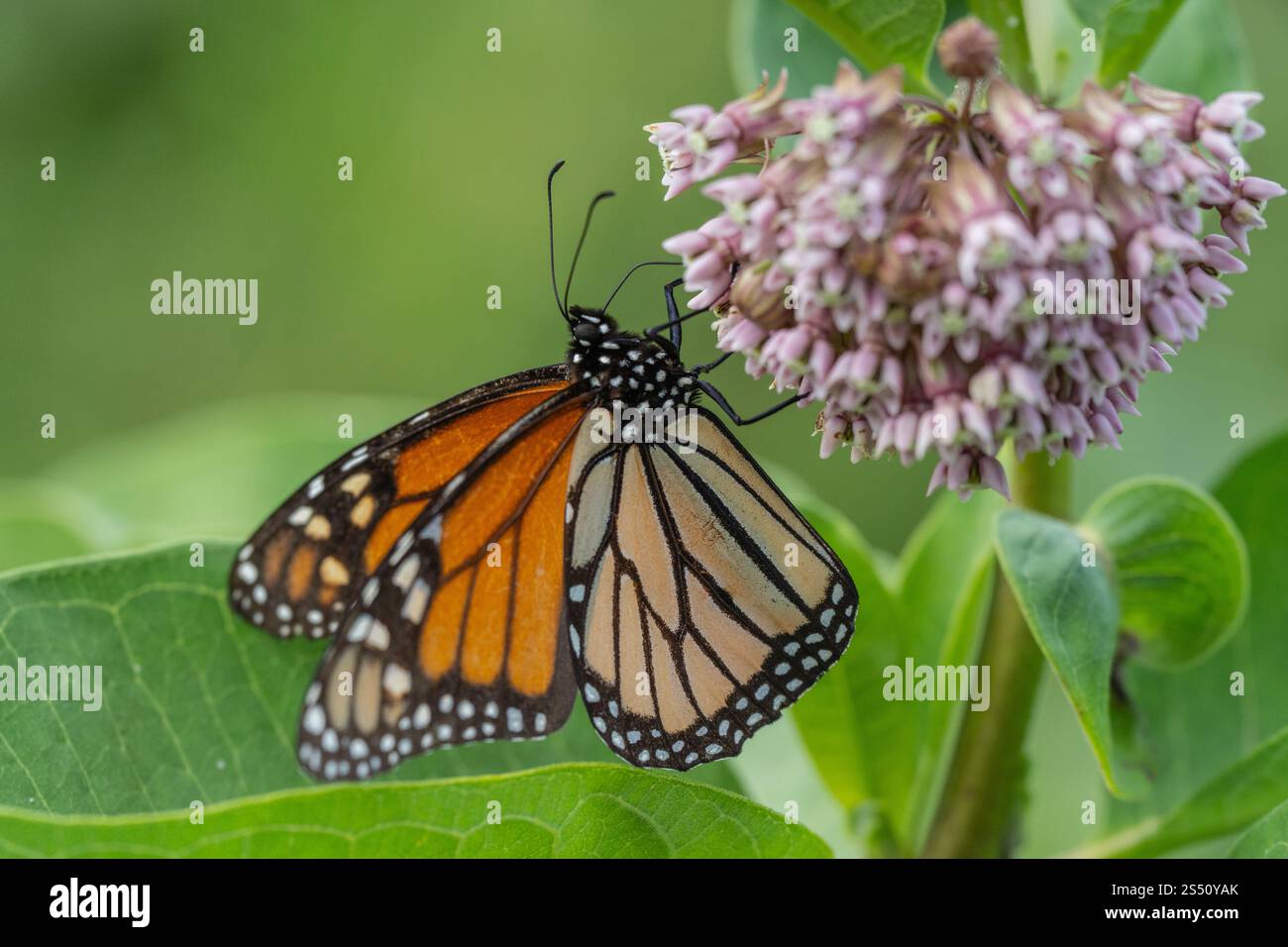 Monarch Butterfly (Danaus Plexippus) feeding on common milkweed in ...