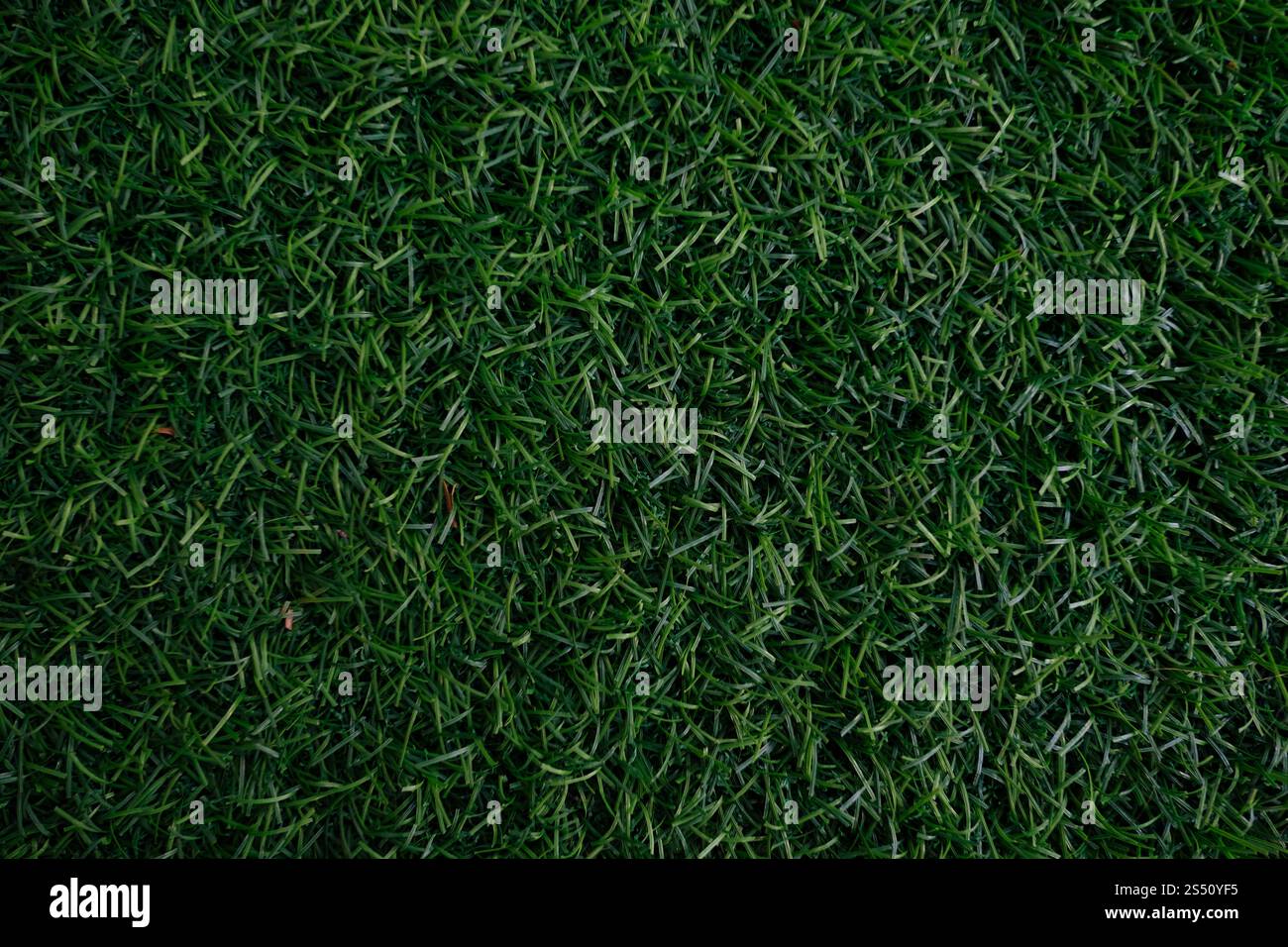 Field of fresh green lawn grass texture natural background Stock Photo ...