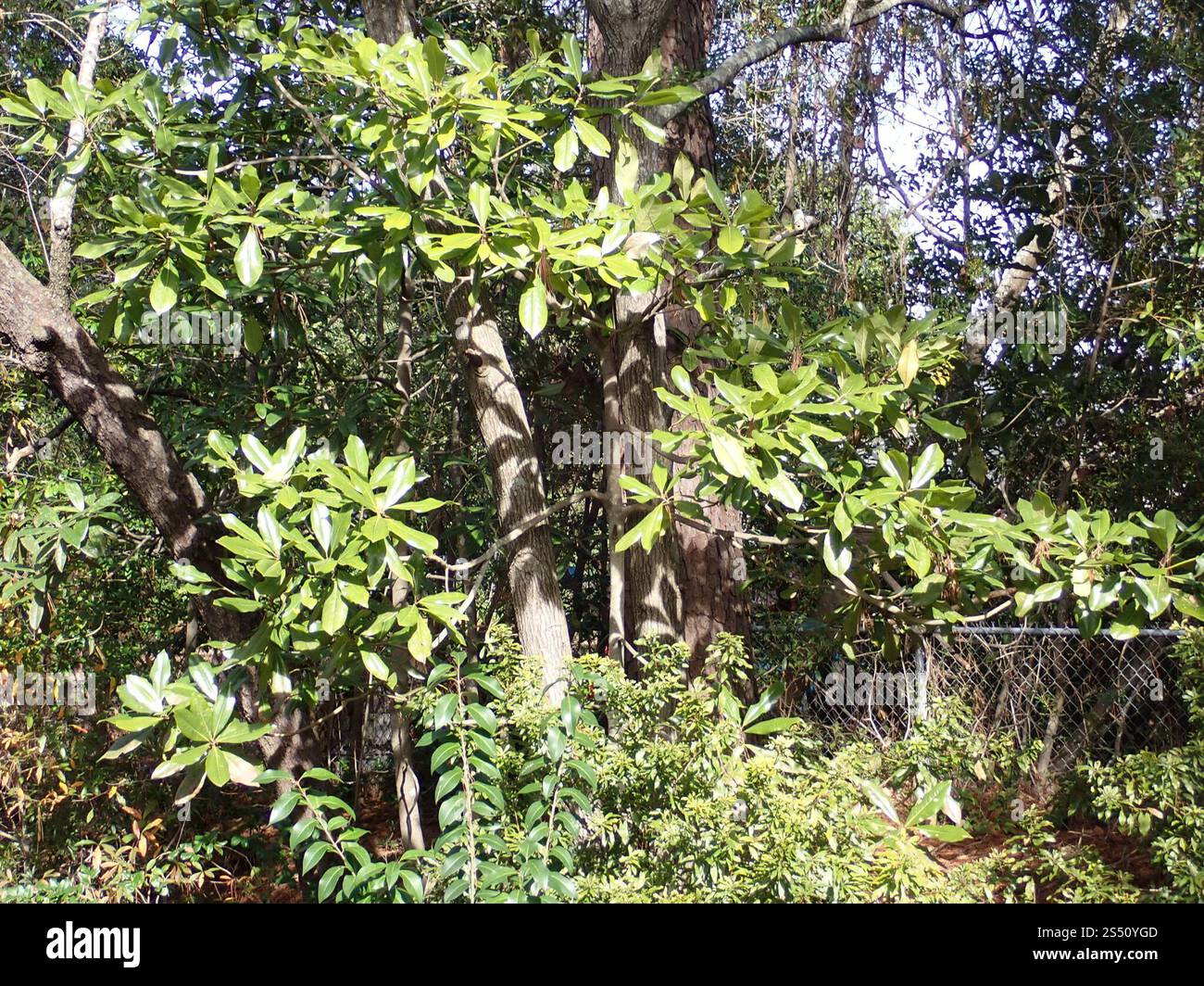 southern magnolia (Magnolia grandiflora Stock Photo - Alamy