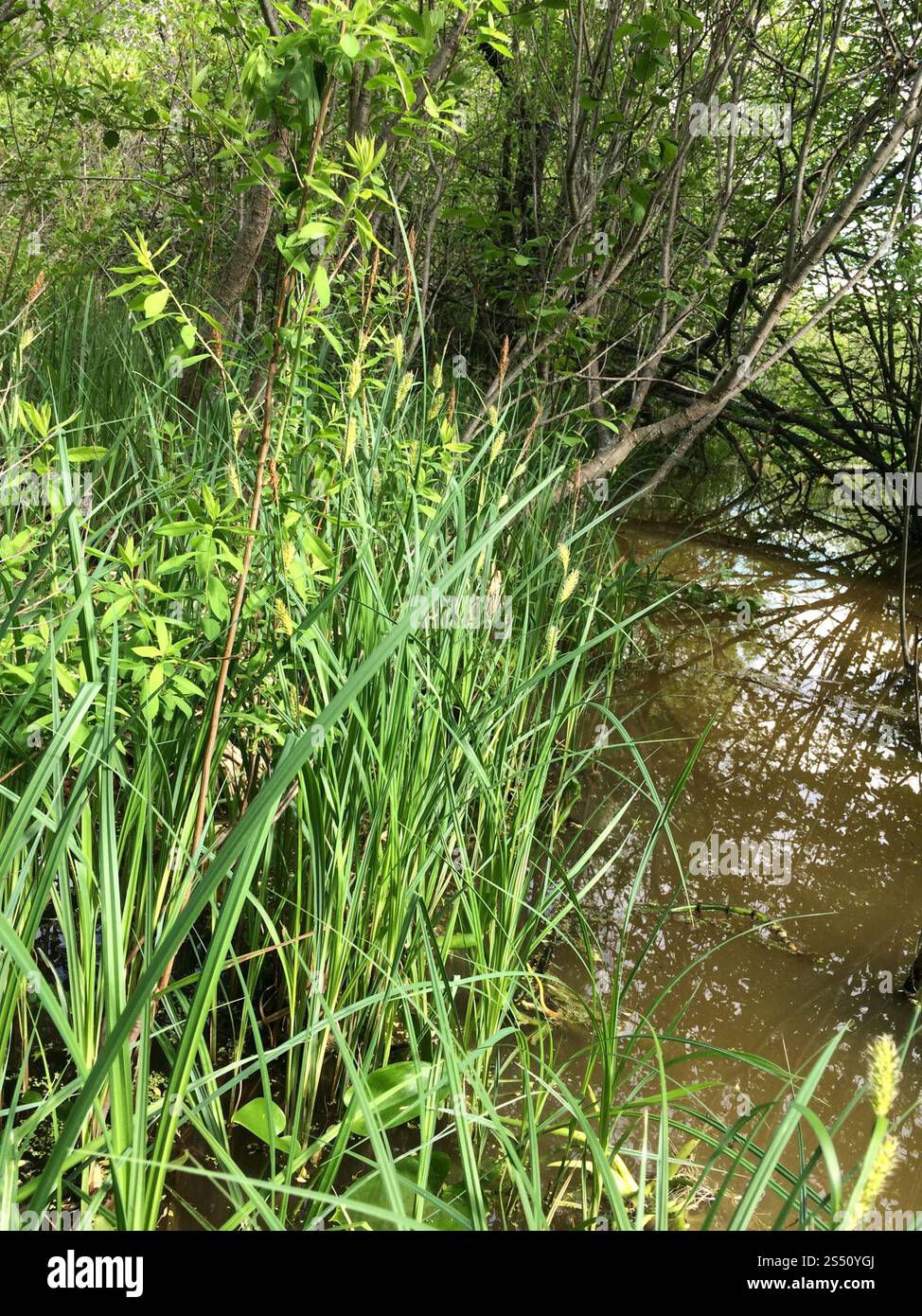 lake sedge (Carex lacustris Stock Photo - Alamy
