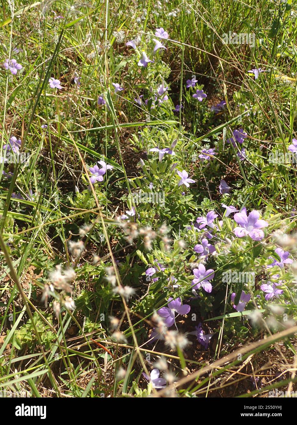 Blue Bushviolet (Barleria obtusa Stock Photo - Alamy