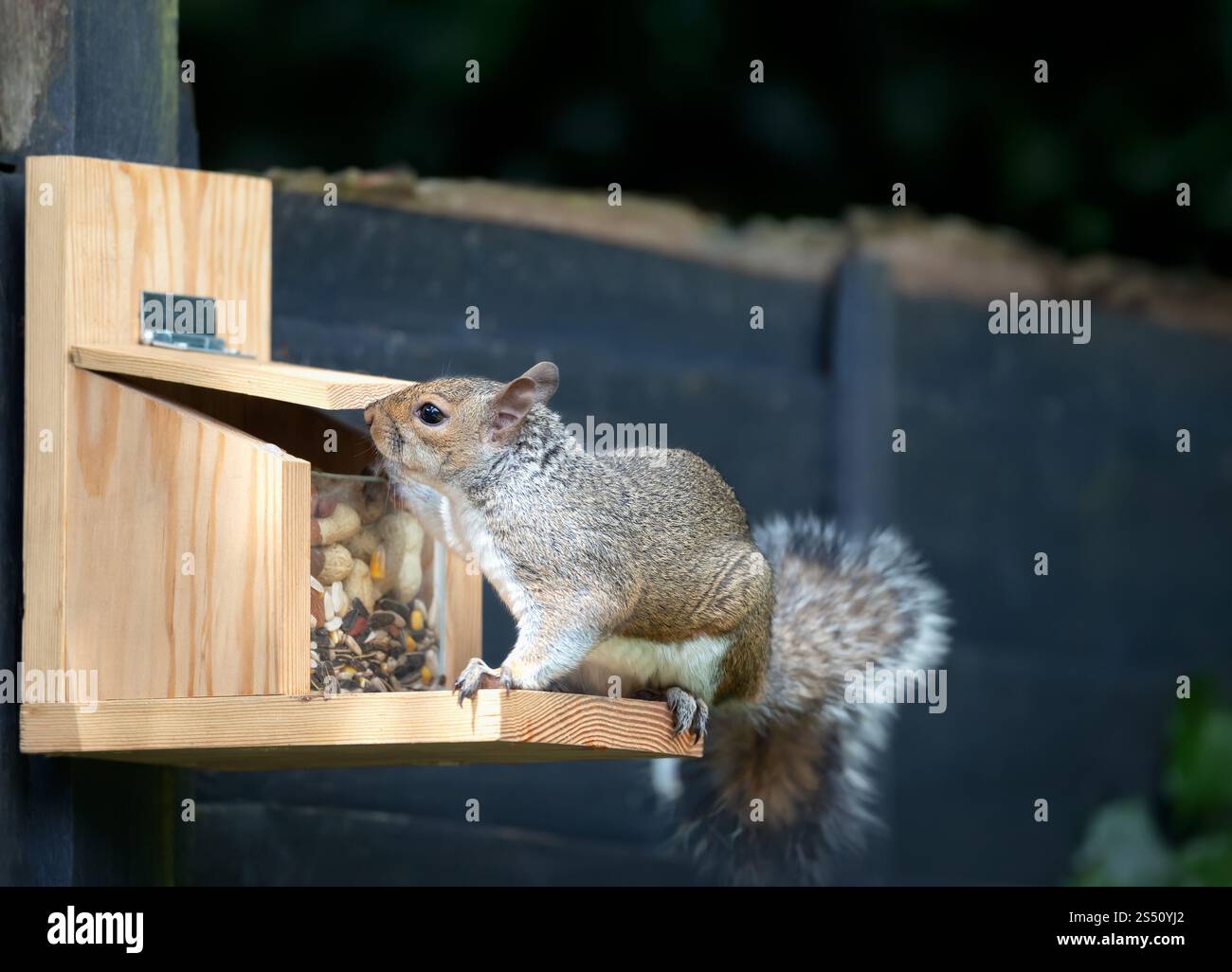 Portrait of a grey squirrel eating nuts and seeds on a squirrel feeder ...