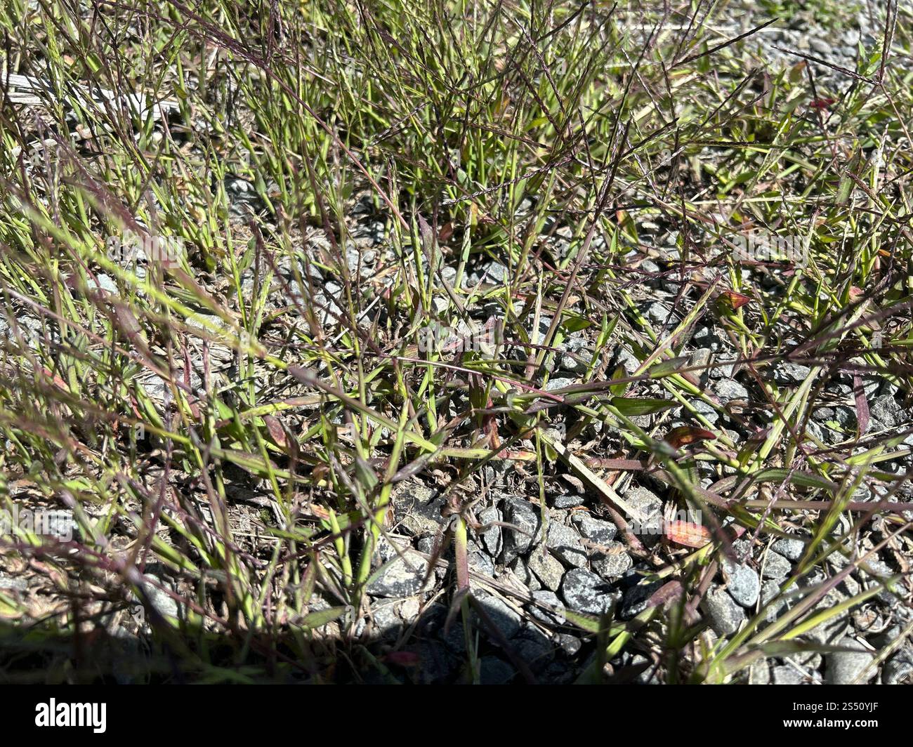 Hairy Crabgrass (Digitaria sanguinalis Stock Photo - Alamy