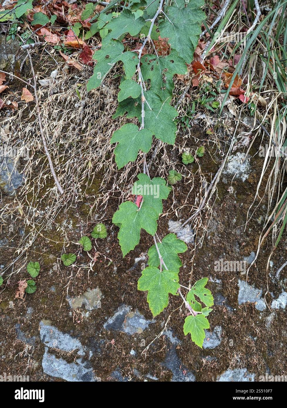 Formosan Raspberry (Rubus formosensis Stock Photo - Alamy