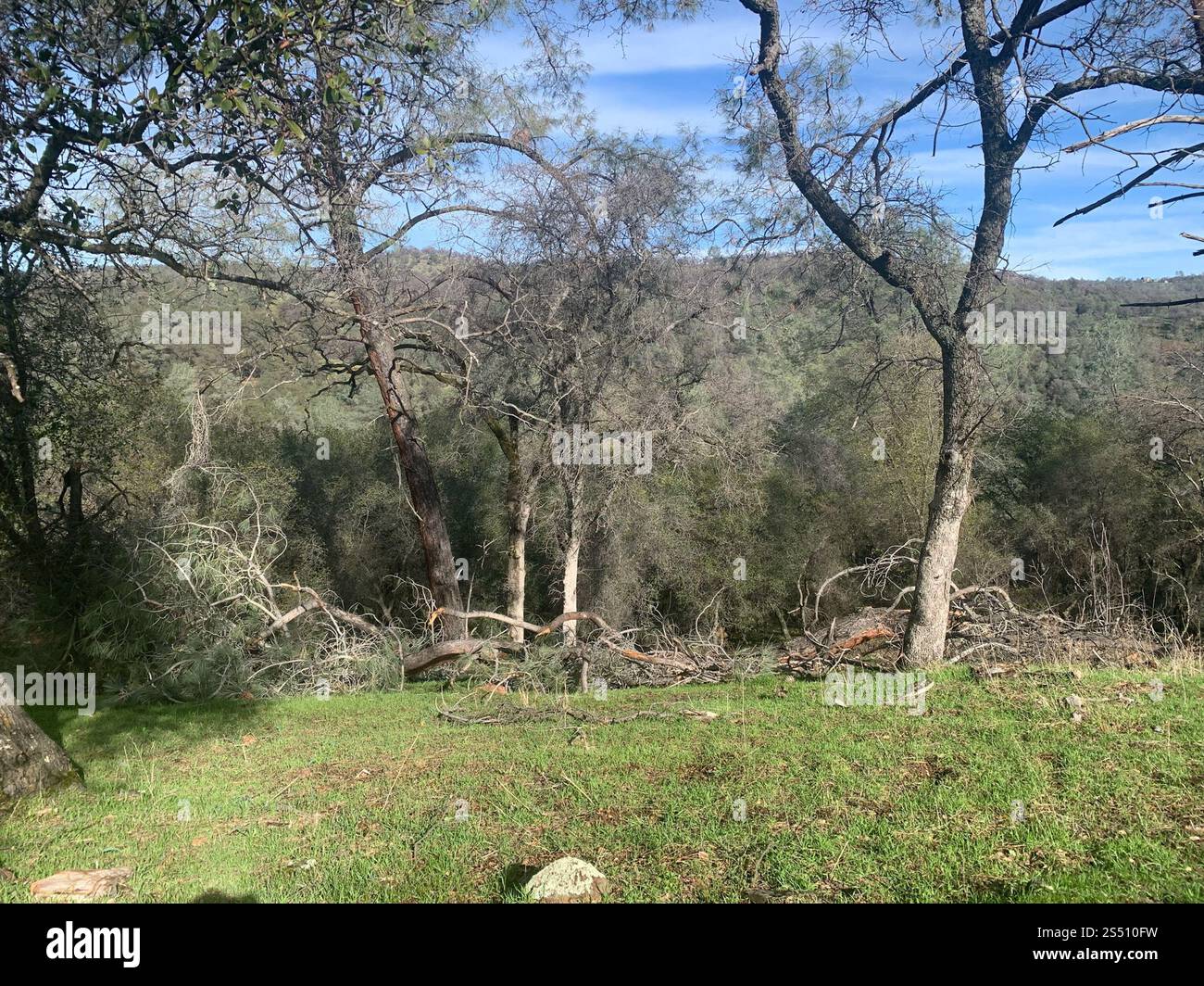 gray pine (Pinus sabiniana Stock Photo - Alamy