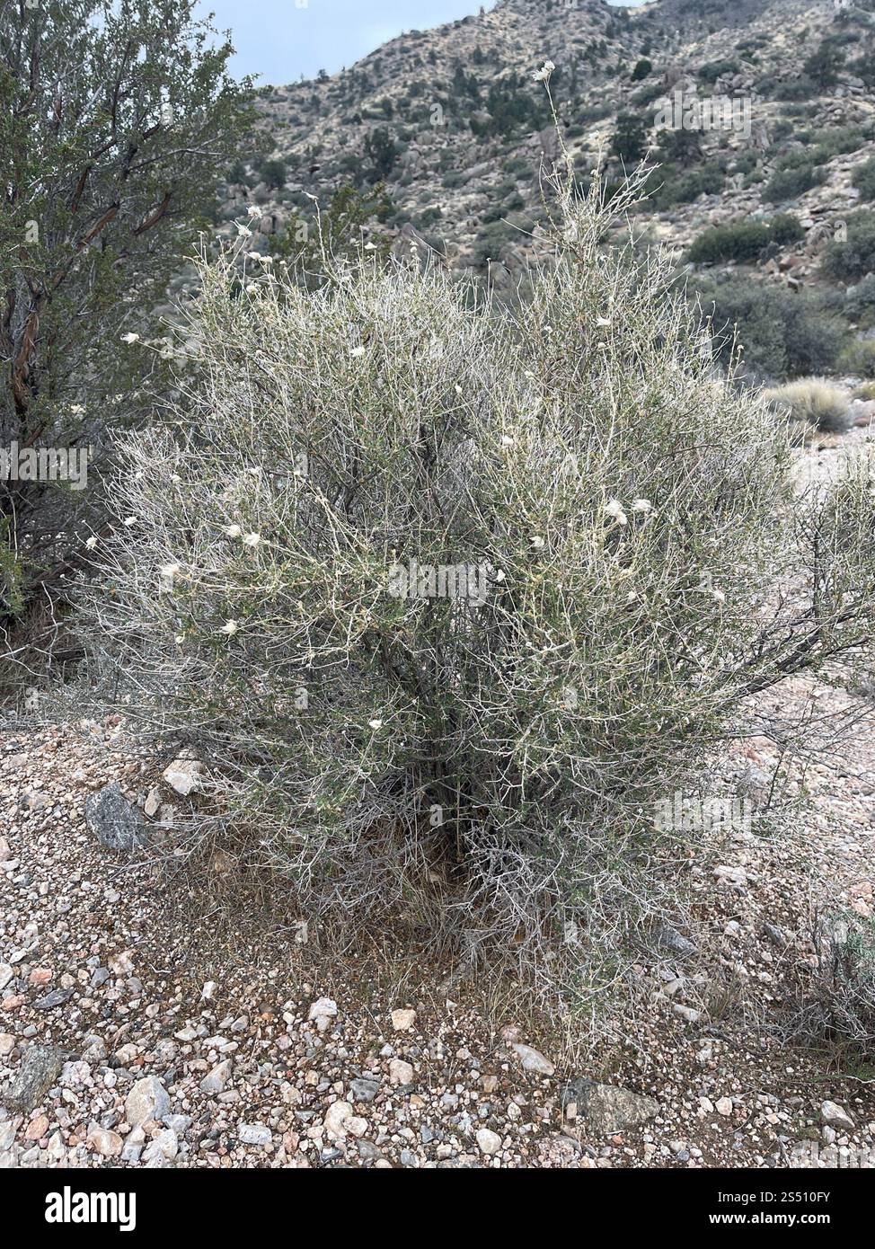 Apache plume (Fallugia paradoxa Stock Photo - Alamy