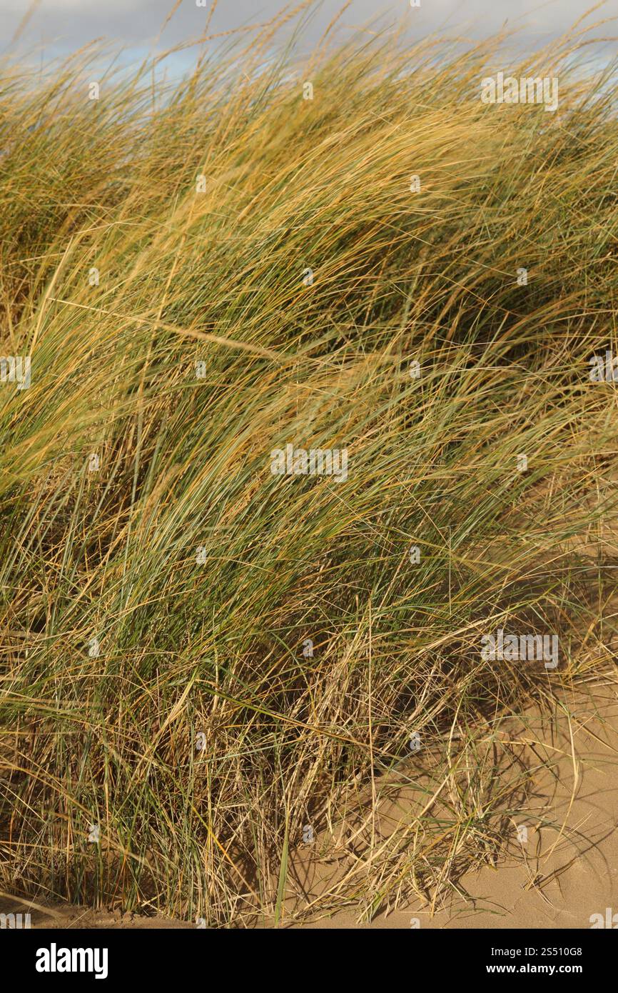 Sand Couch-grass (Elymus farctus Stock Photo - Alamy