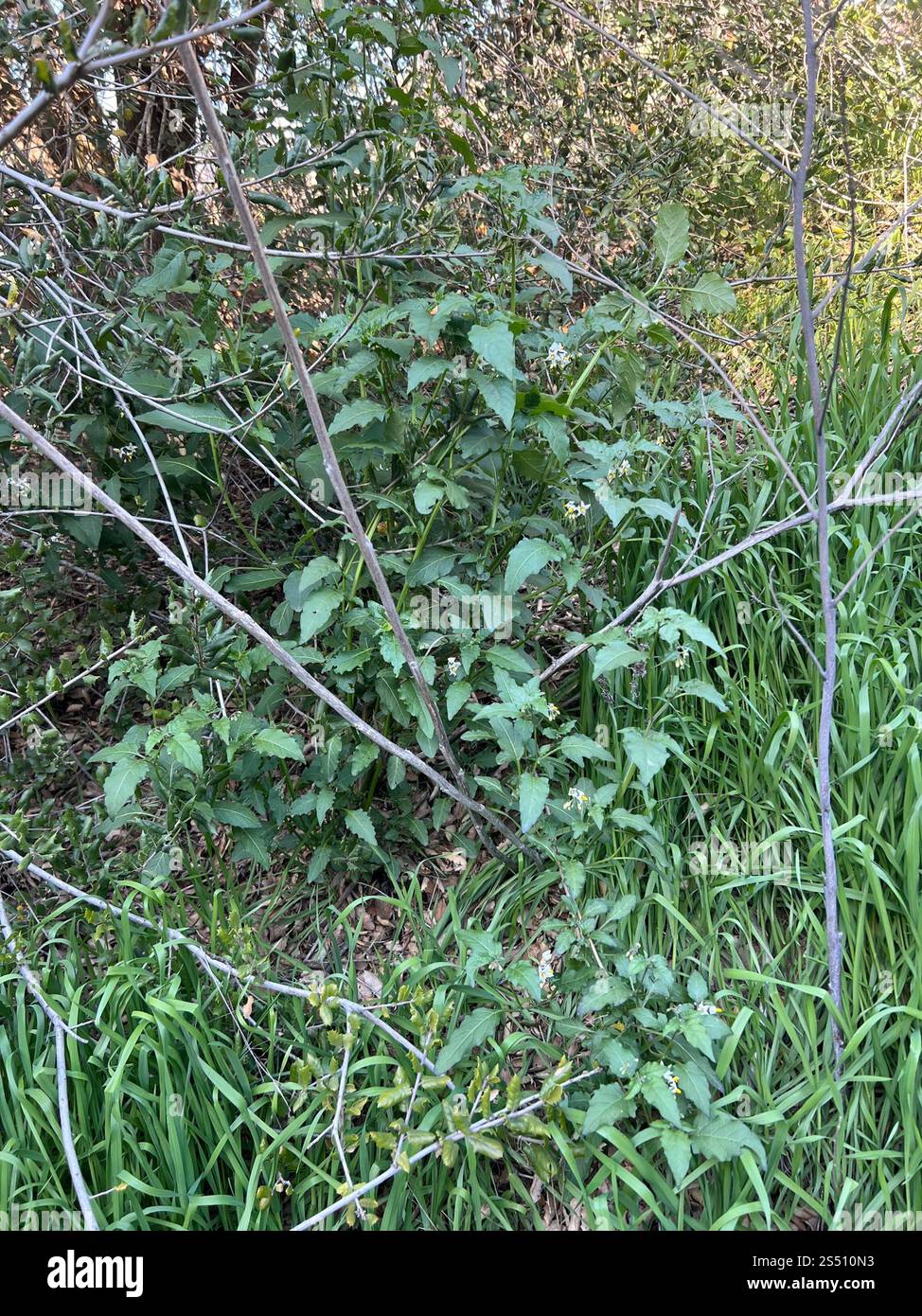 greenspot nightshade (Solanum douglasii Stock Photo - Alamy
