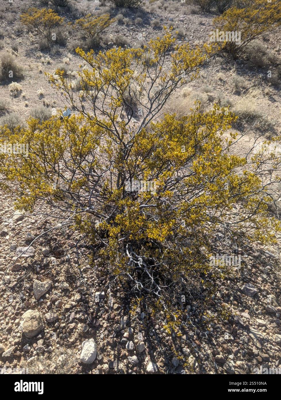 Creosote Bush (Larrea tridentata Stock Photo - Alamy