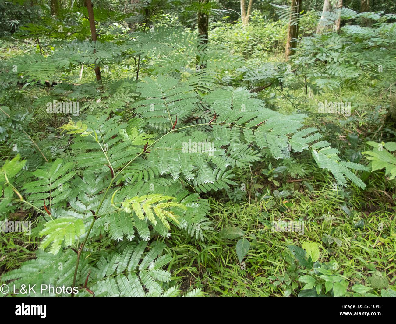 bullhorn acacia (Vachellia cornigera Stock Photo - Alamy