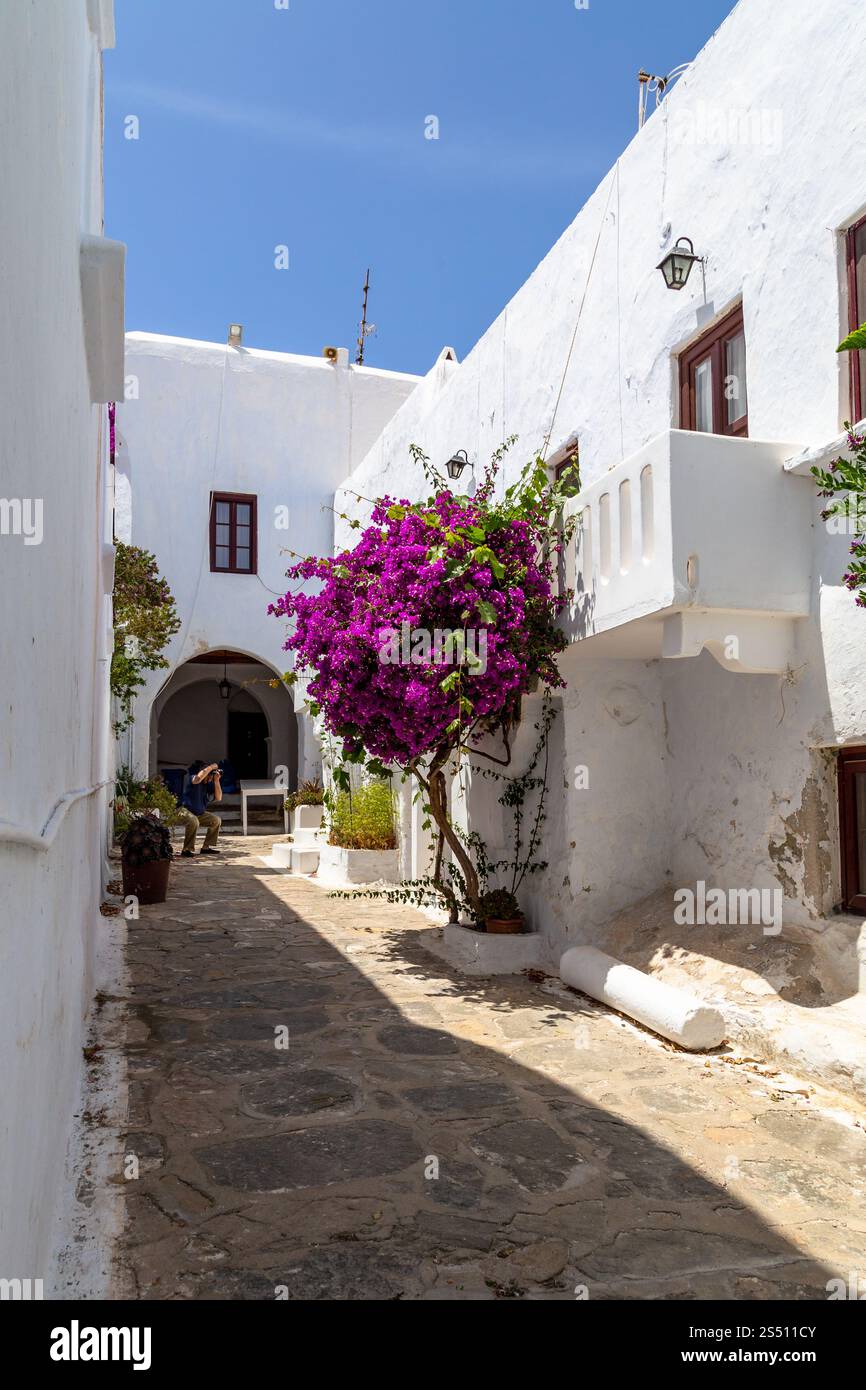 Charming Whitewashed Alley with a Purple Flowering Tree in a ...