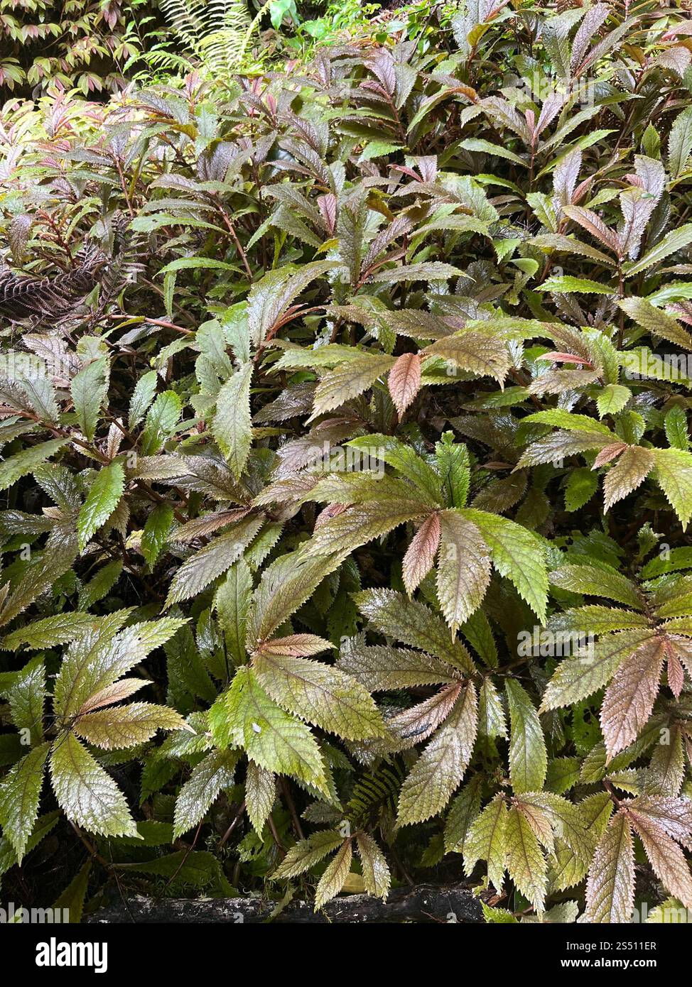 Parataniwha (Elatostema rugosum Stock Photo - Alamy