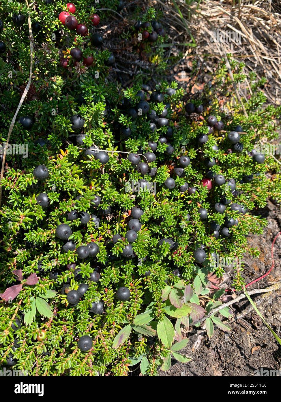 black crowberry (Empetrum nigrum Stock Photo - Alamy