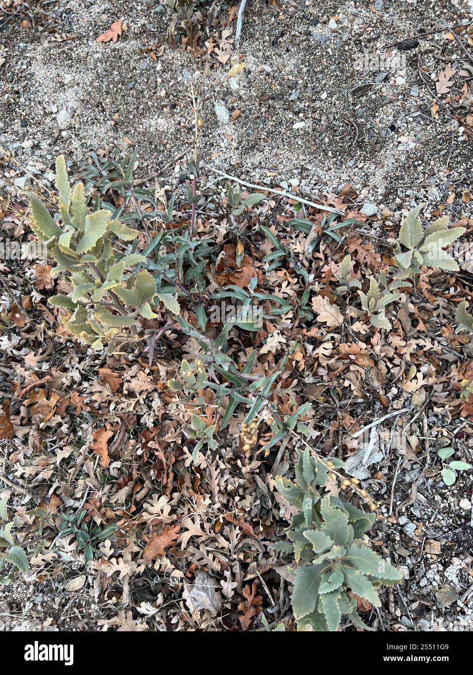 scarlet bugler (Penstemon centranthifolius Stock Photo - Alamy