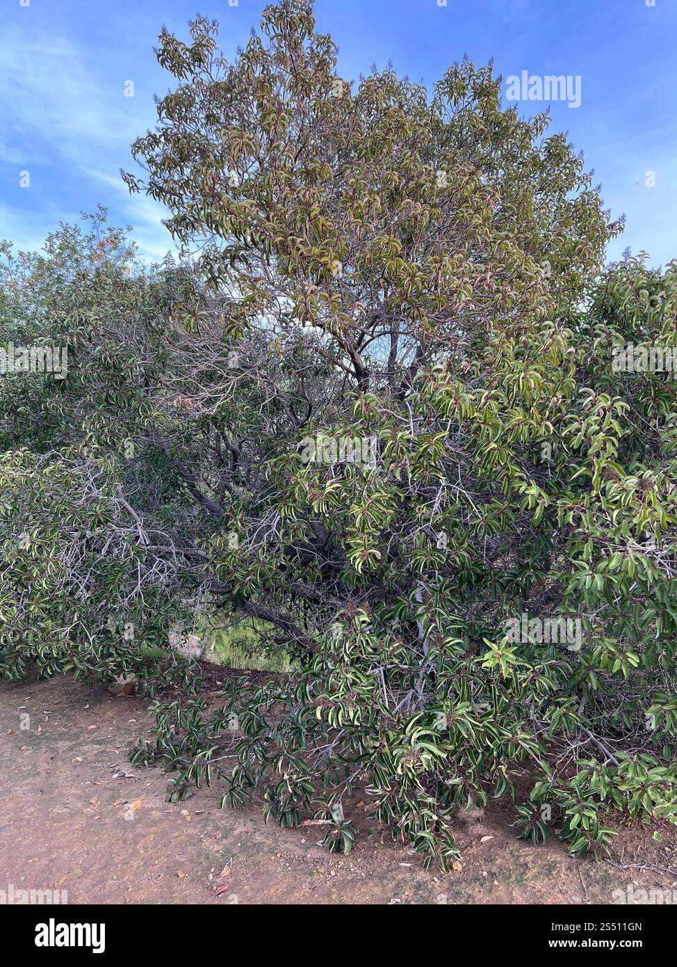 laurel sumac (Malosma laurina Stock Photo - Alamy