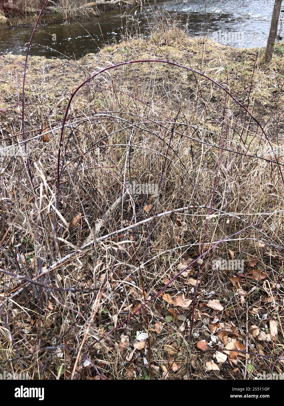 black raspberry (Rubus occidentalis Stock Photo - Alamy