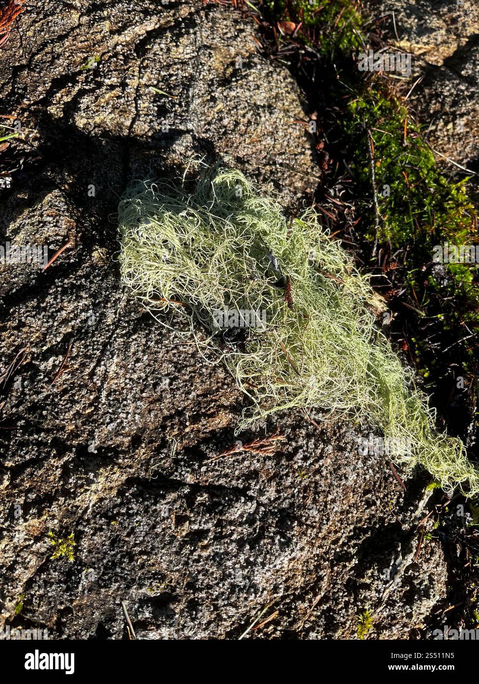 Witch's Hair (Alectoria sarmentosa Stock Photo - Alamy