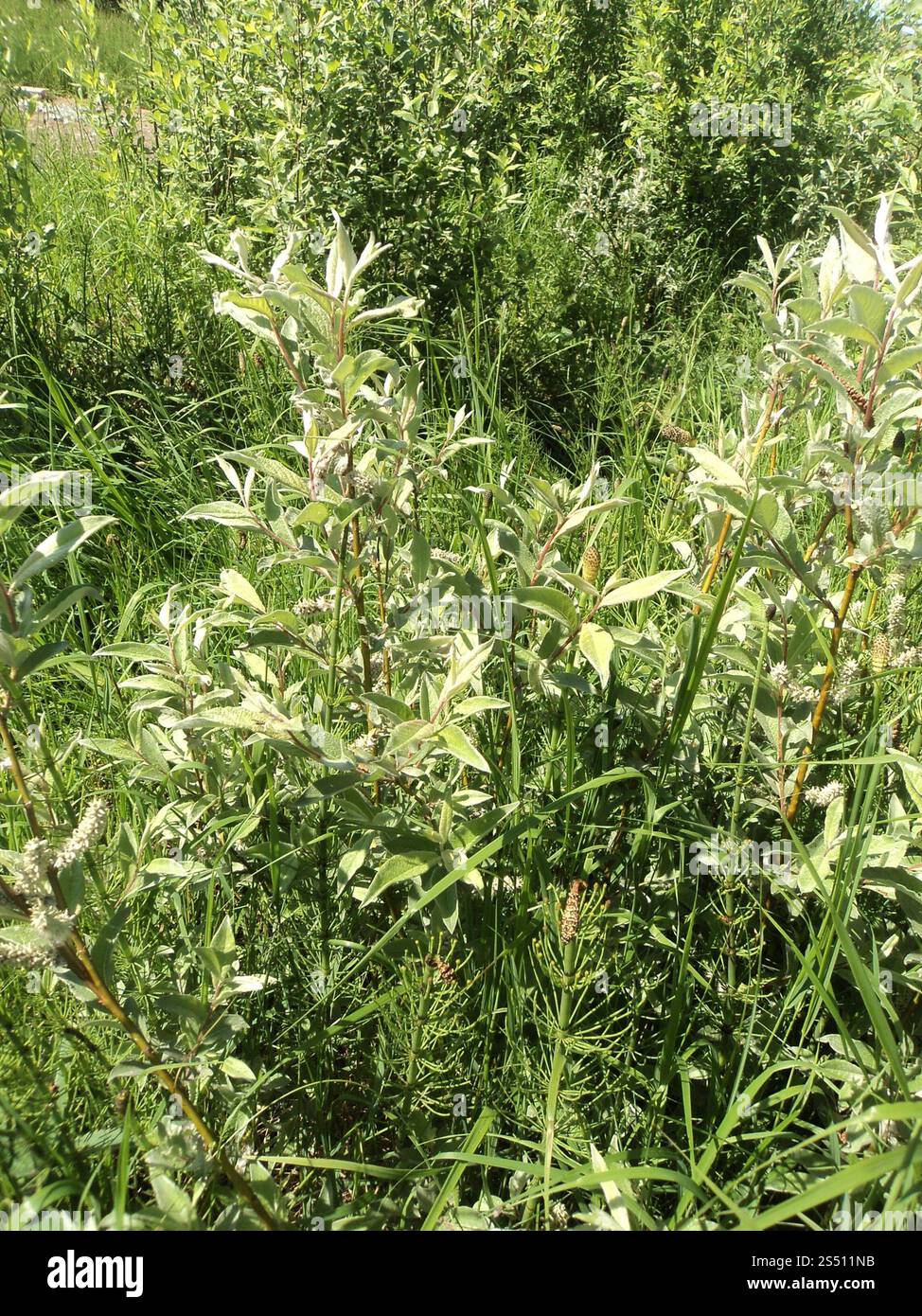 Downy Willow (Salix lapponum Stock Photo - Alamy