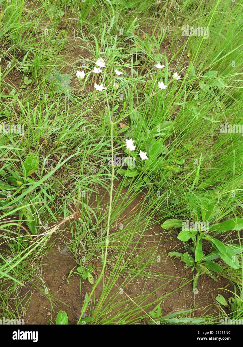 Fivefive Ministar (Alepidea peduncularis Stock Photo - Alamy