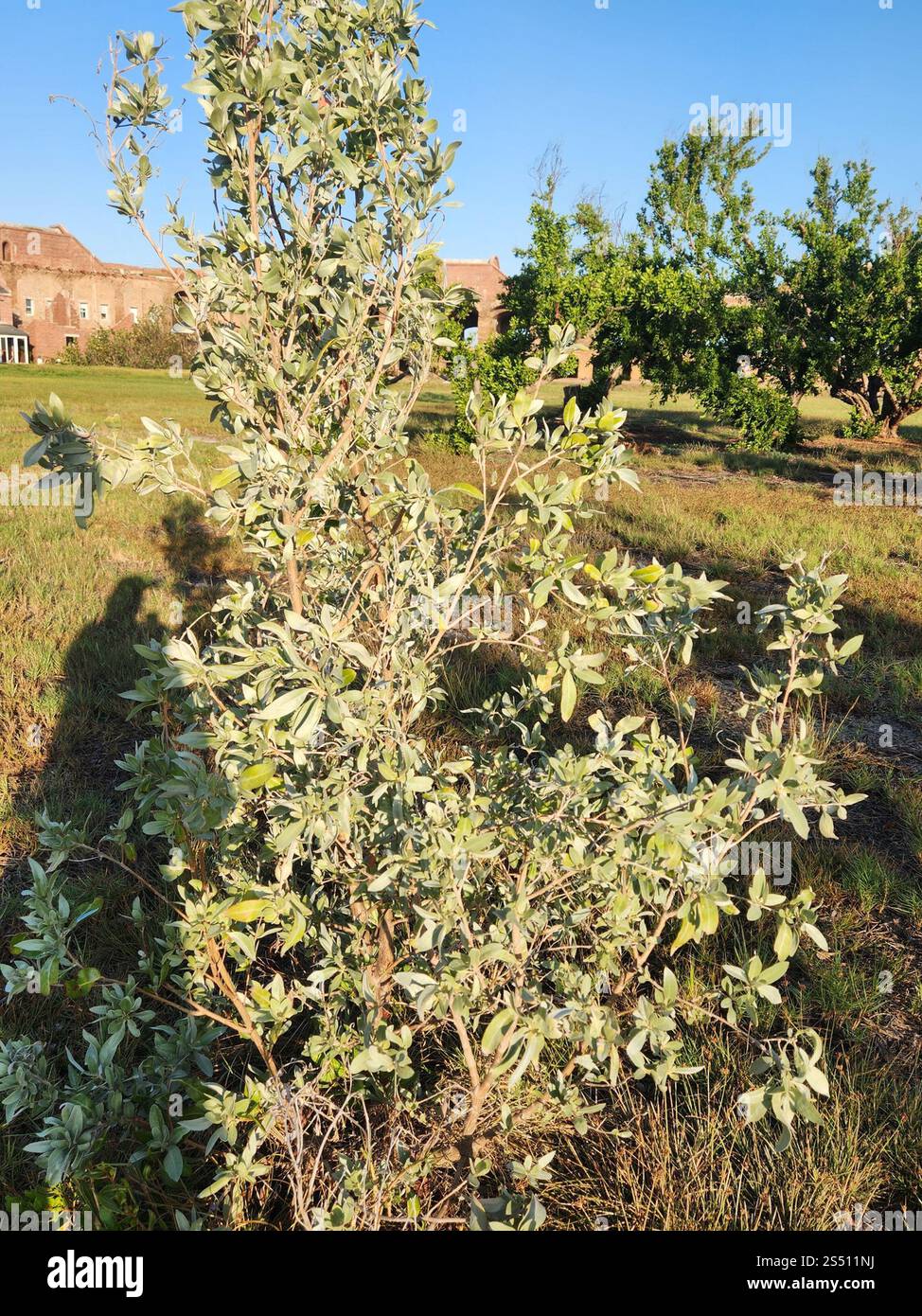 Silver Buttonwood (Conocarpus erectus sericeus Stock Photo - Alamy