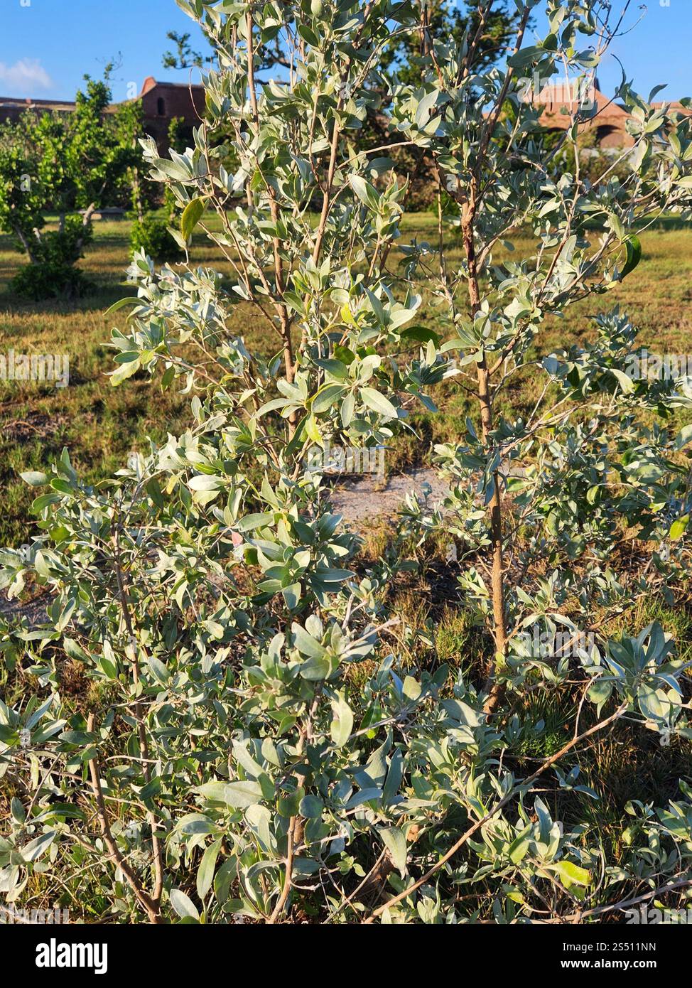 Silver Buttonwood (Conocarpus erectus sericeus Stock Photo - Alamy