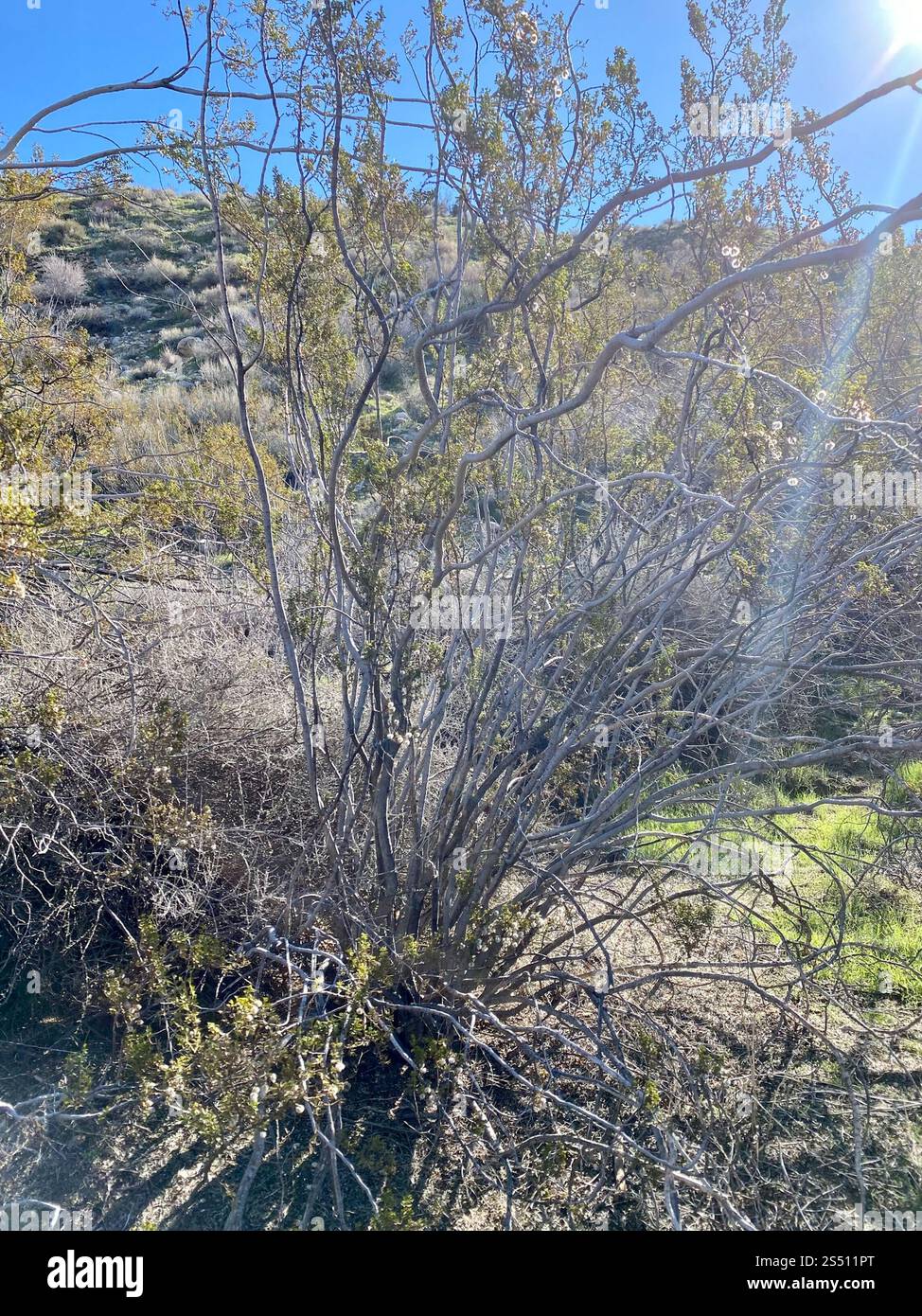 Creosote Bush (Larrea tridentata Stock Photo - Alamy