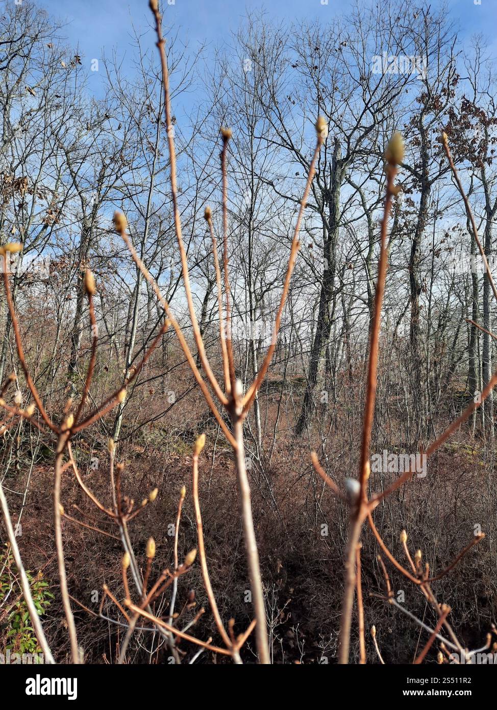 swamp azalea (Rhododendron viscosum Stock Photo - Alamy