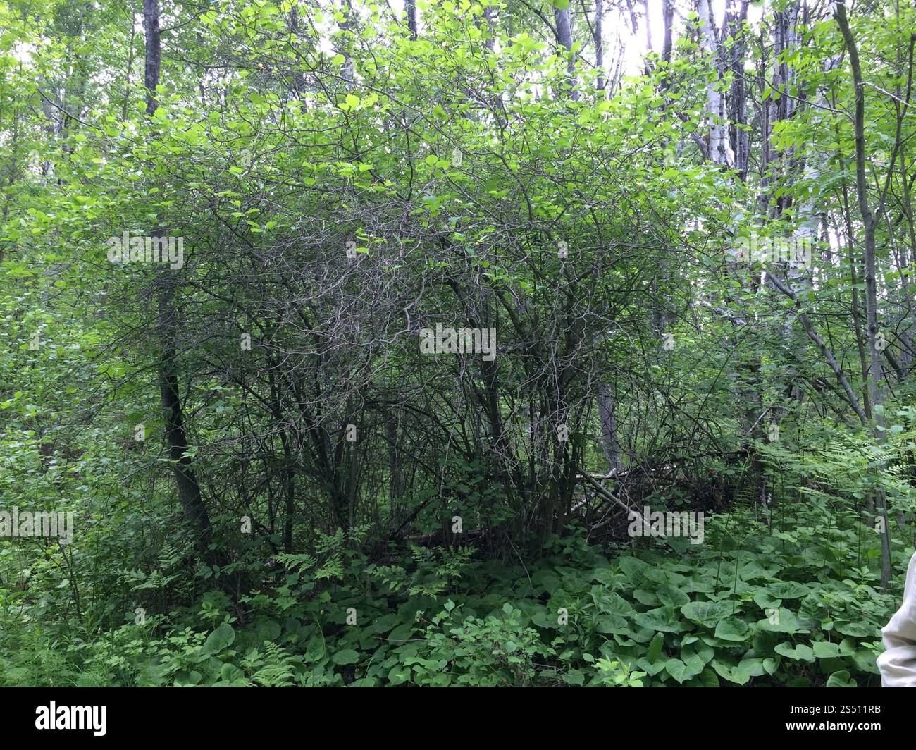 Glabrous-fruit Fireberry Hawthorn (Crataegus chrysocarpa phoeniceoides ...