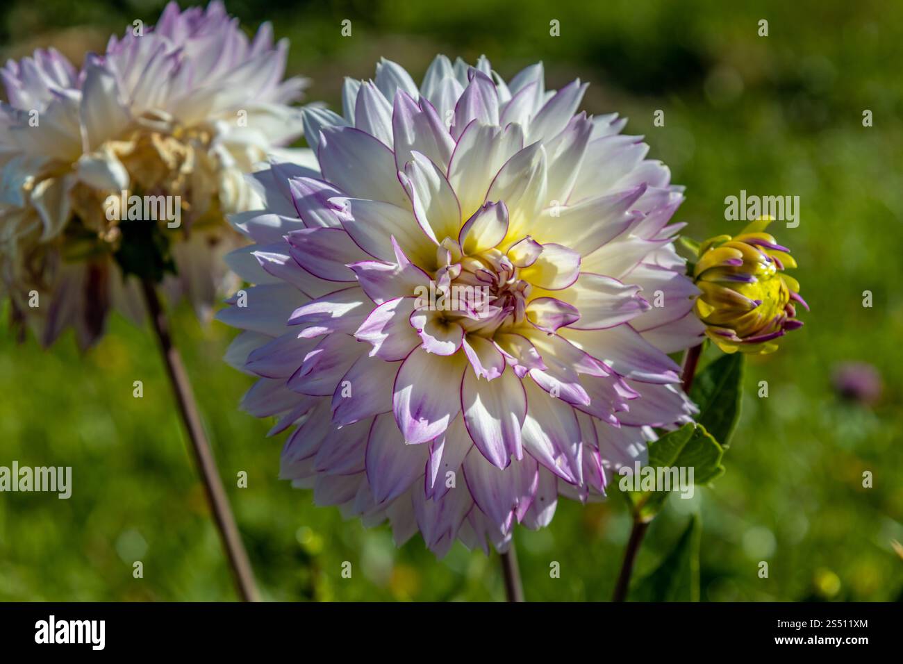 Colorful flowers in blossom in the wild nature on the mountain meadows ...